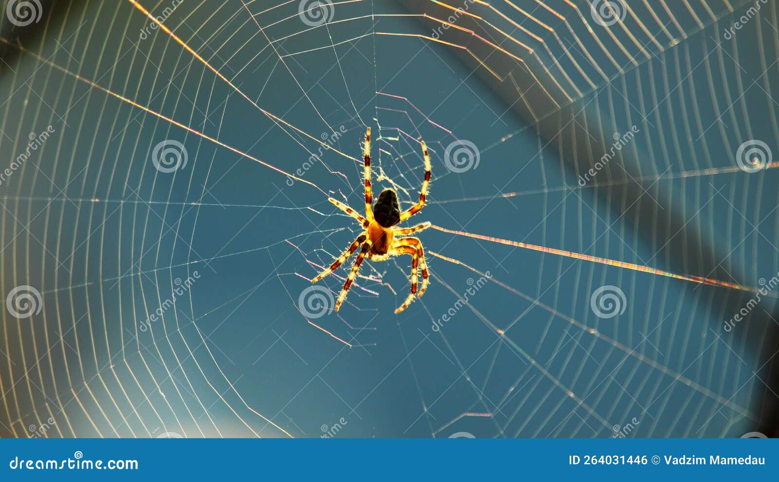 Unusual Spider Weaves a Web Sunset Background Stock Photo - Image of ...