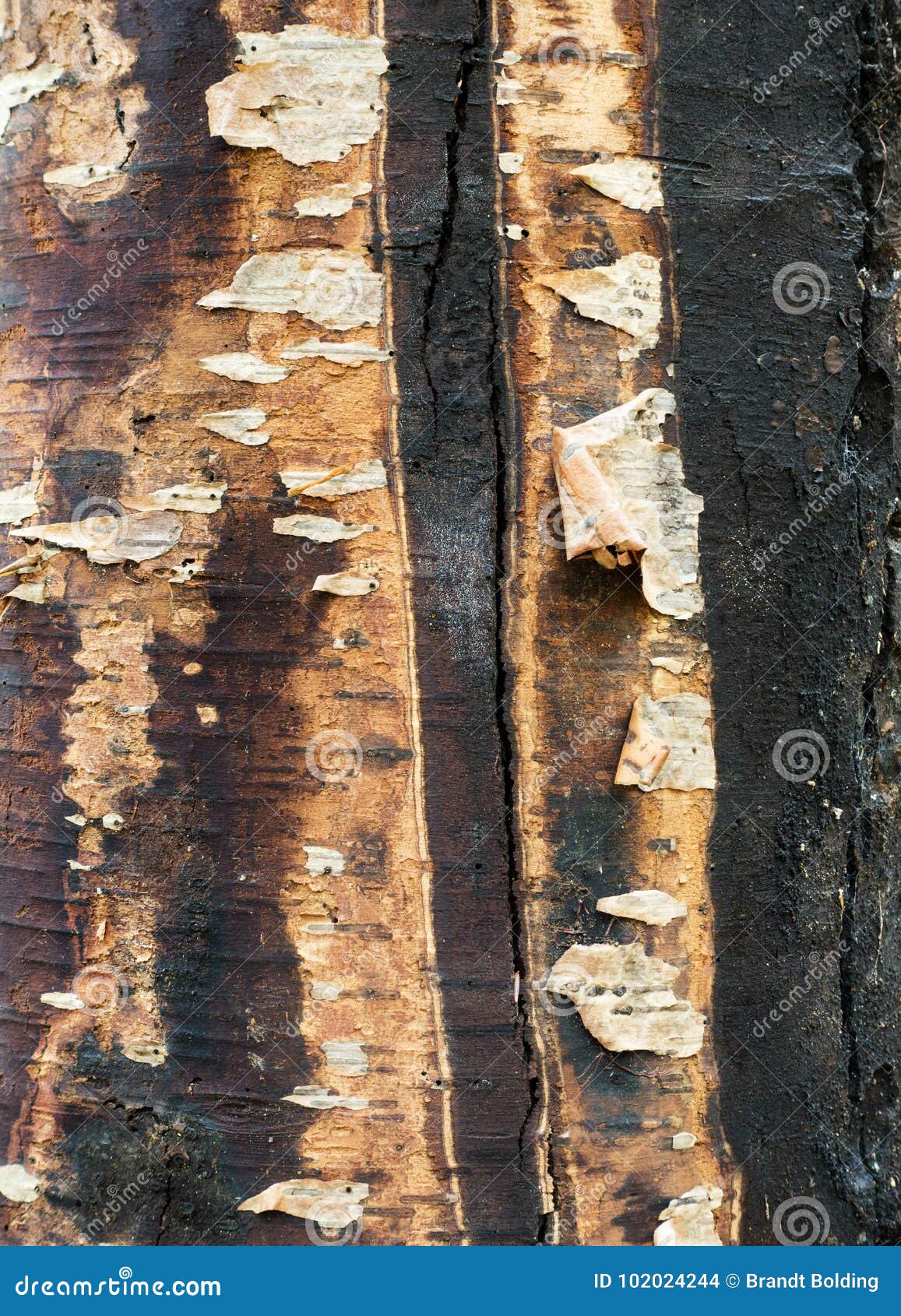 Old Birch Tree with Multi-Colored Bark Stock Photo - Image of papery ...