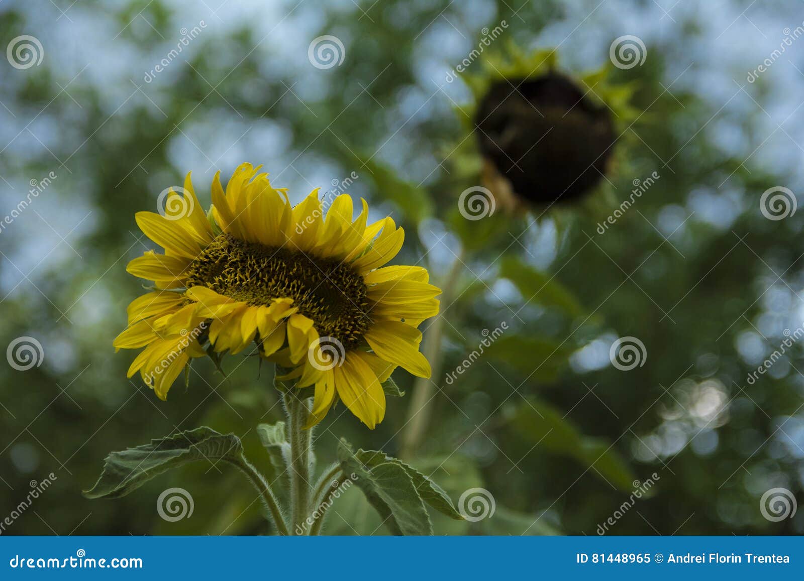 Unusual sunflower mutation stock image. Image of detail - 81448965