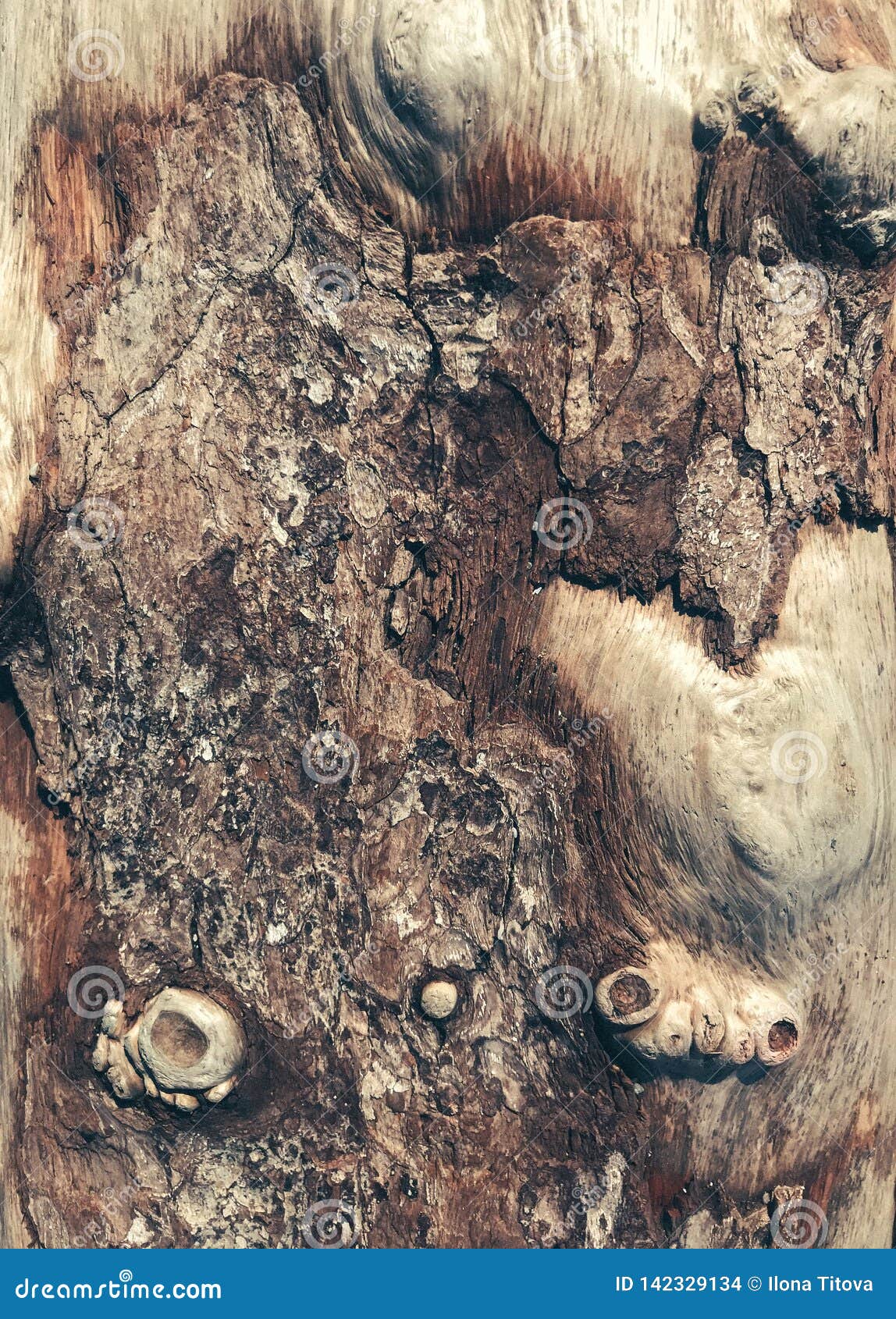 Tree bark texture stock photo. Image of material, line - 142329134