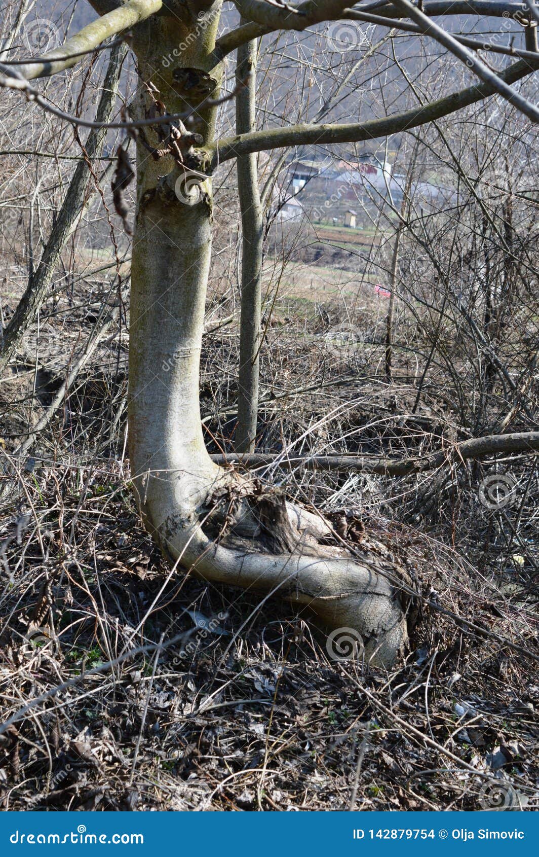 Unusual tree in autumn stock photo. Image of leafs, plant - 142879754