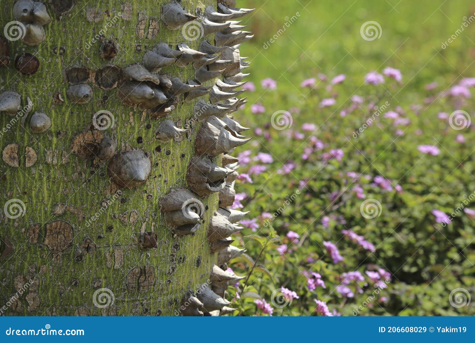 Unusual tree bark texture stock image. Image of silk - 206608029