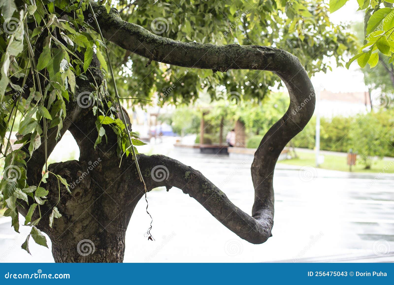 Unusual Tree Branch Shape, Forming a Rectangular Frame Stock Image ...