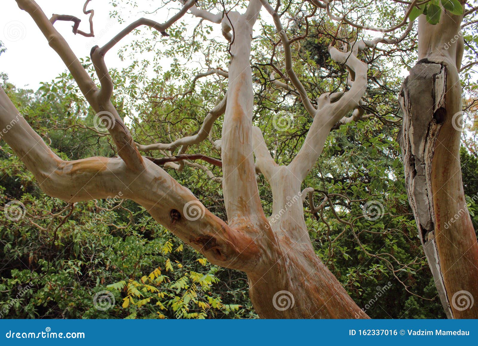Unusual Tree Branches without in the Park Stock Photo - Image of park ...