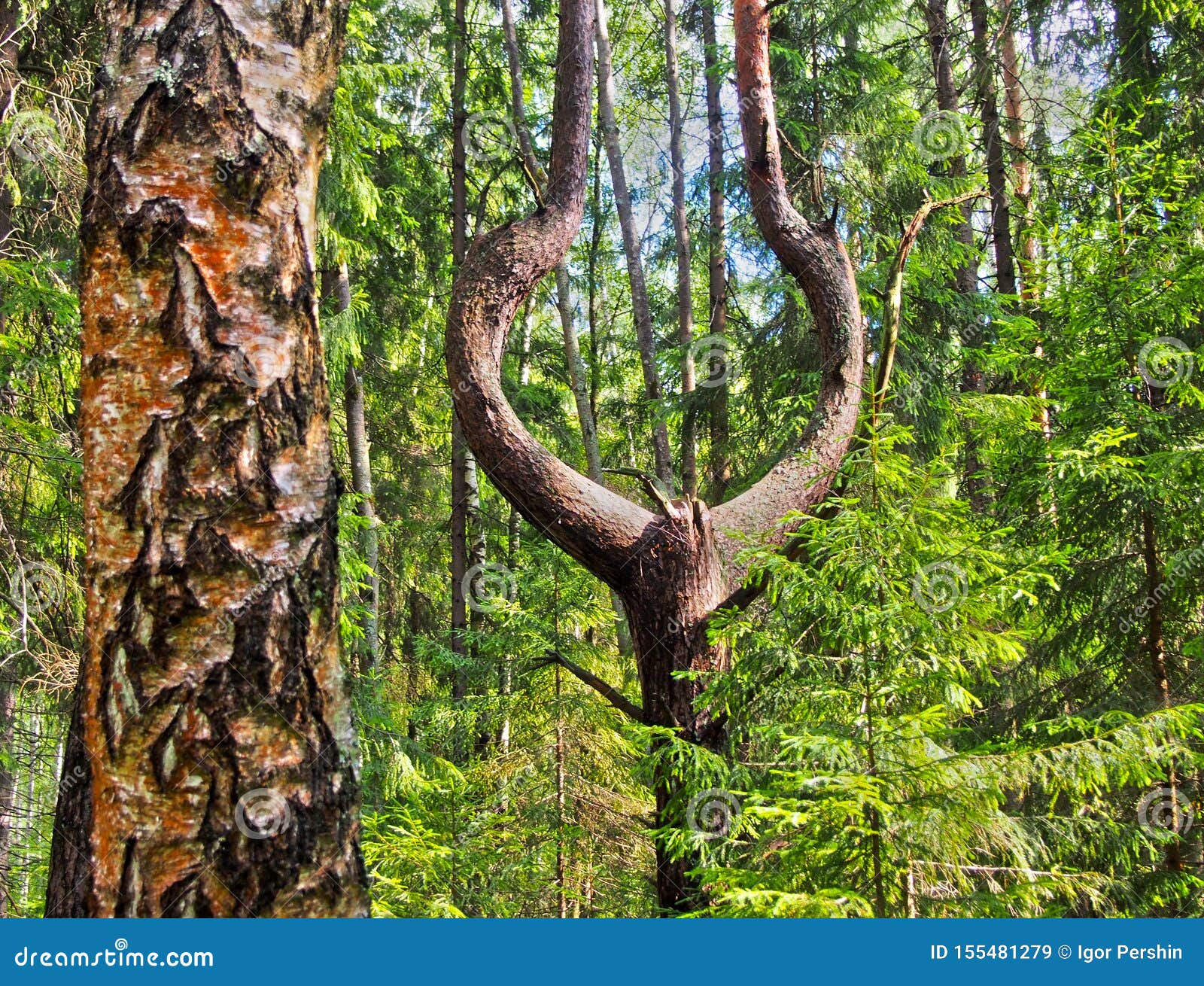 Unusual Tree with a Forked Trunk Stock Image - Image of green, anthill ...