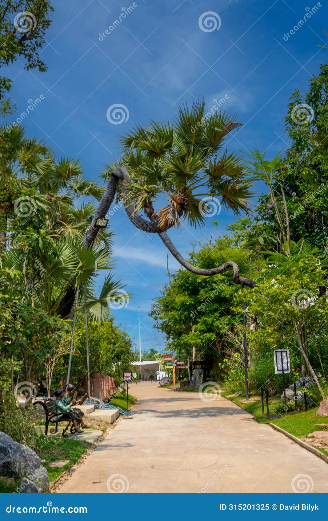An Unusual Palm Tree Formation Spanning a Path Stock Image - Image of ...