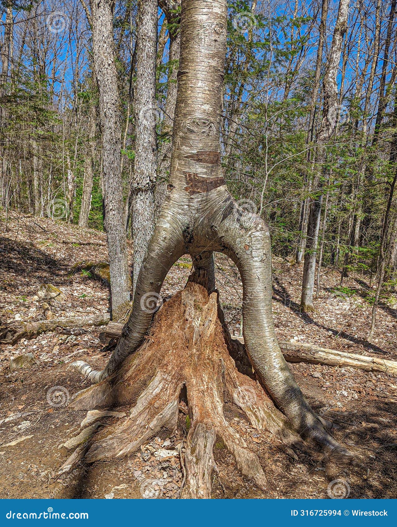 Unusual Tree Grown Around a Dead Tree Stump Stock Photo - Image of ...