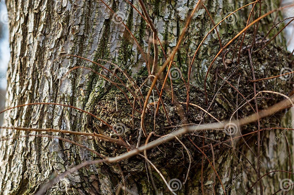 Unusual Tree Growth with Twisting Branches in a Forest Setting Stock ...