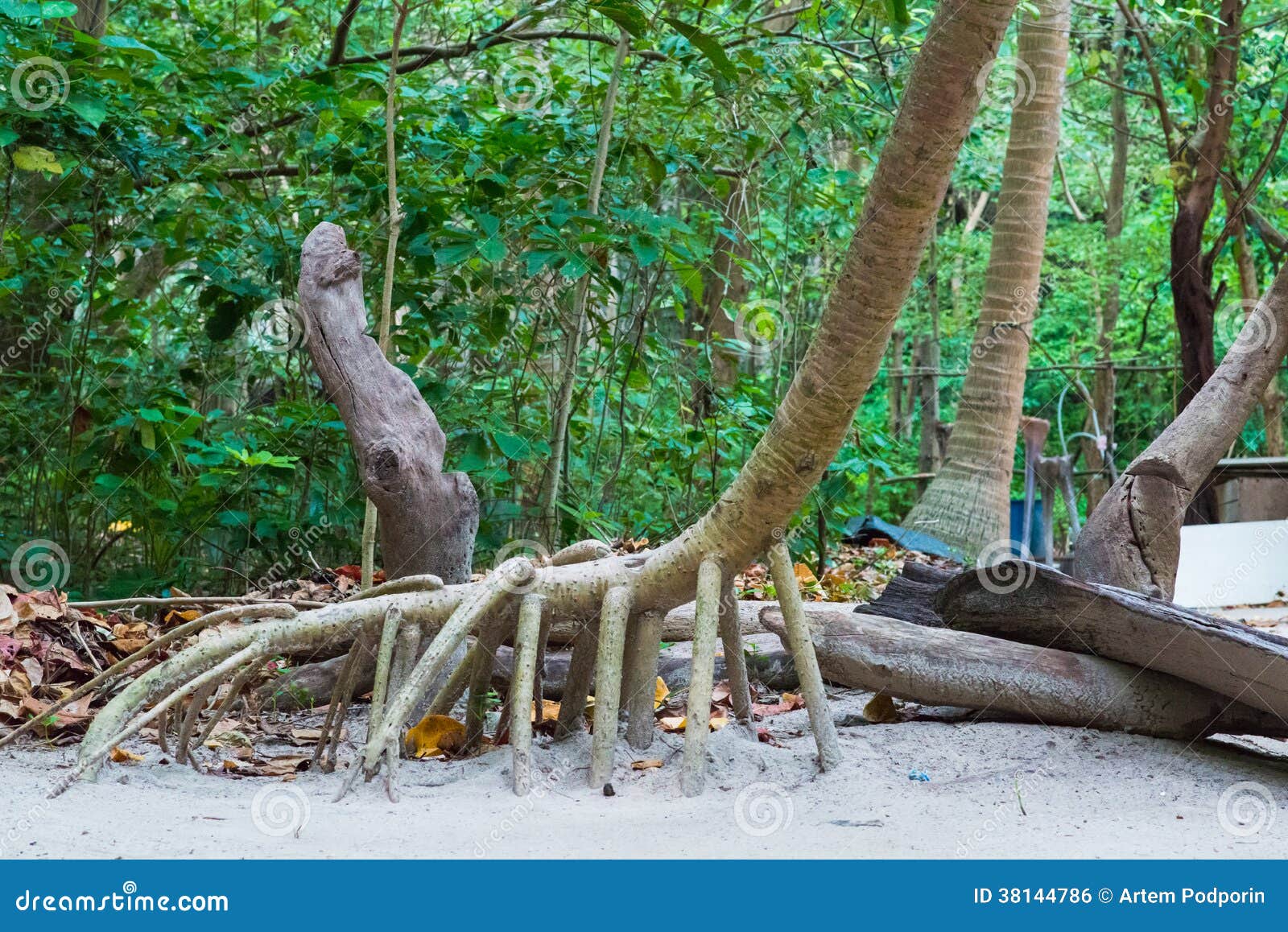 Unusual tree with legs stock photo. Image of plants, travel - 38144786