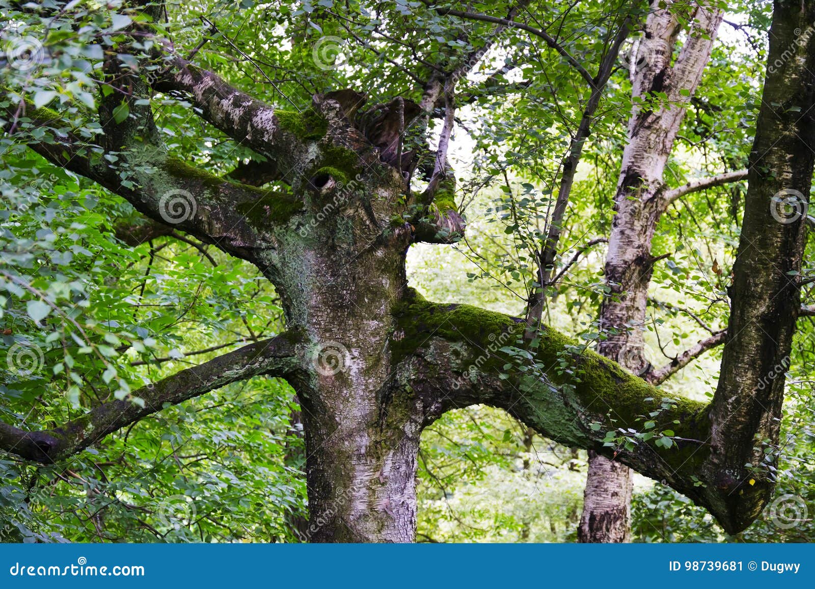 Unusual Tree Like the Devil Stock Image - Image of nature, beauty: 98739681