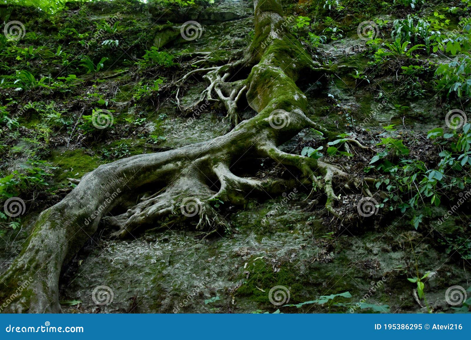An Unusual Tree Root, it is Huge and Looks Like a Lizard. a Huge Gray ...