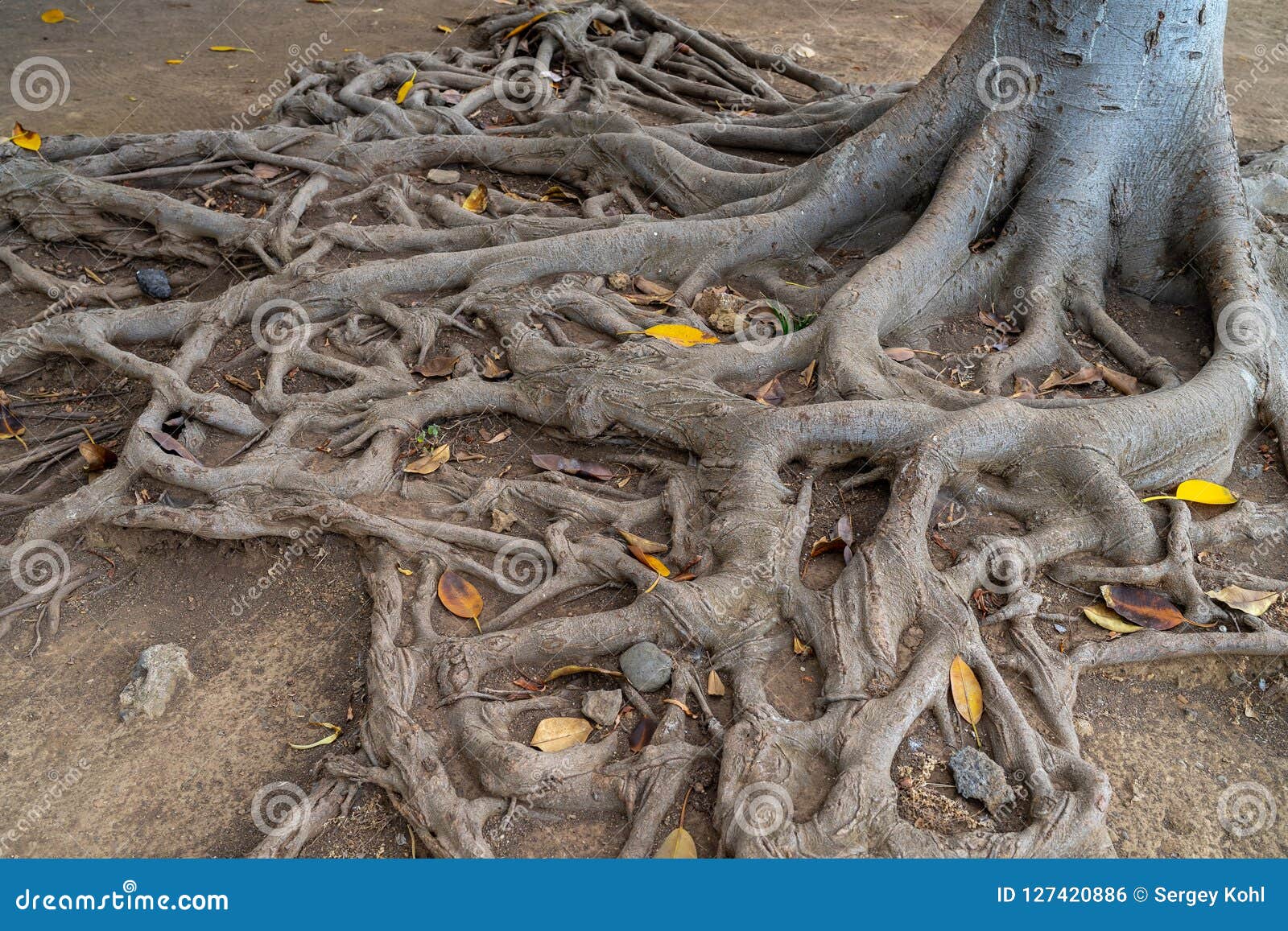 Unusual tree roots. stock photo. Image of plant, curved - 127420886