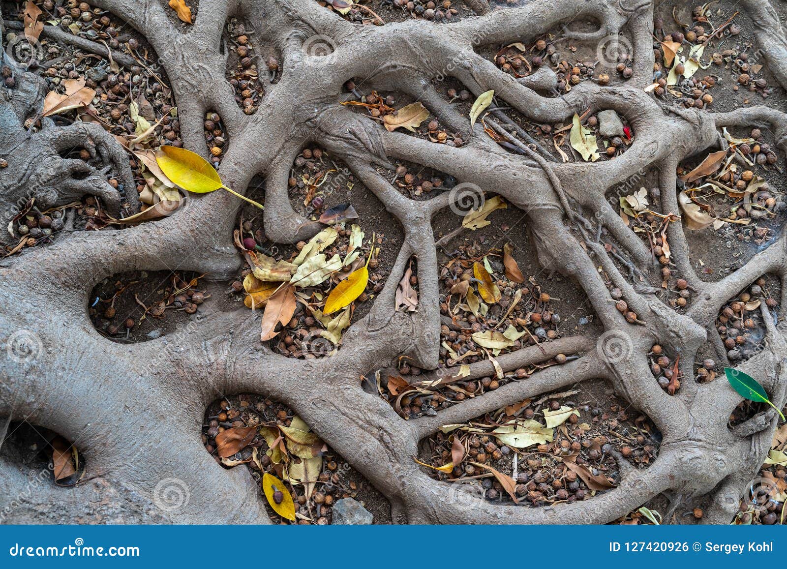Unusual tree roots. stock photo. Image of plant, concept - 127420926
