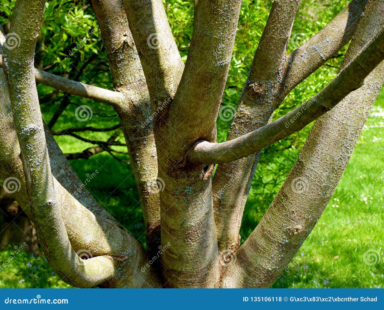 Bare Tree in Bizarre Growth Form Stock Photo - Image of branch, botany ...