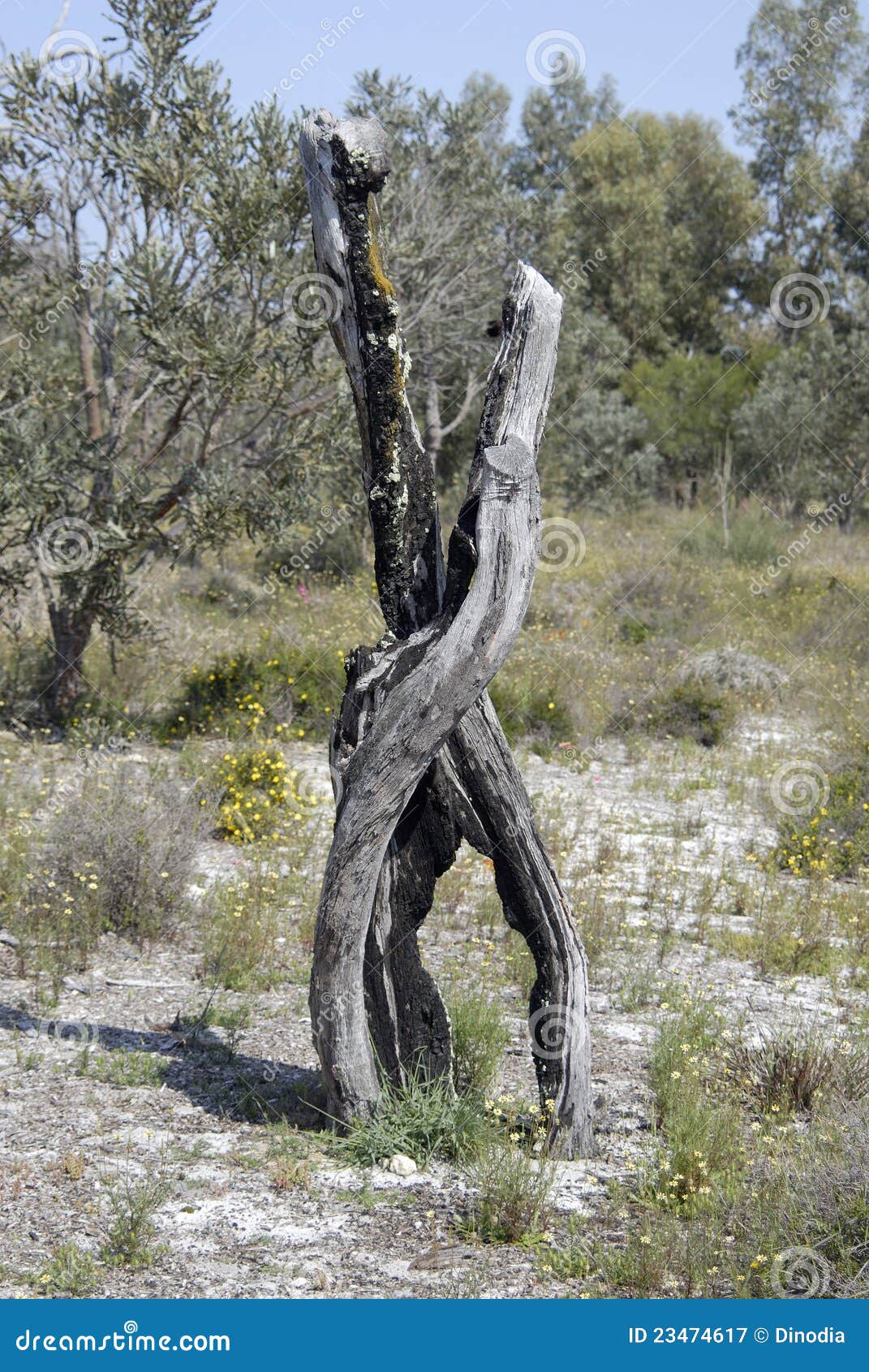 Unusual tree trunk stock image. Image of life, color - 23474617