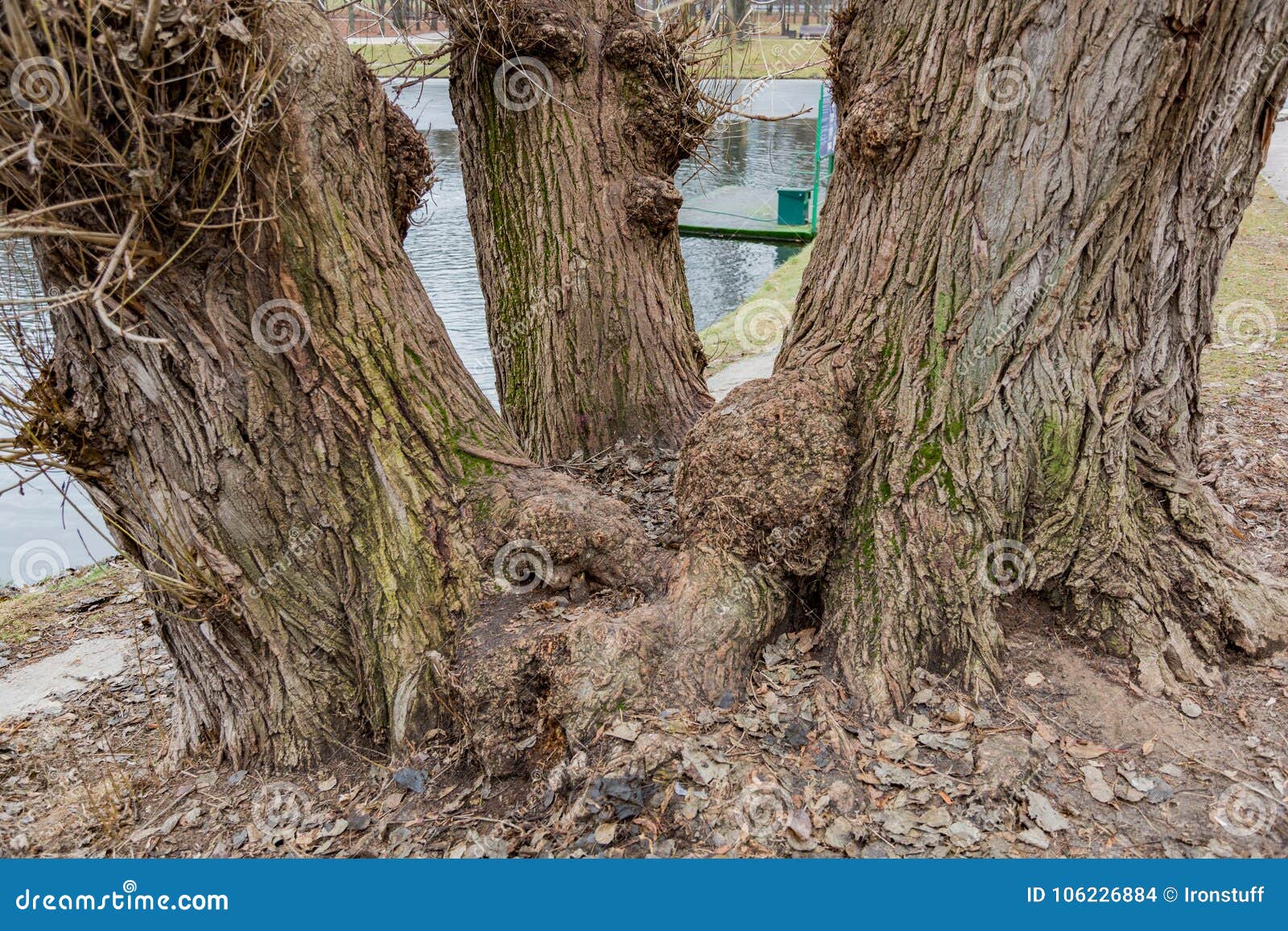 Unusual tree trunk stock photo. Image of park, unusual - 106226884