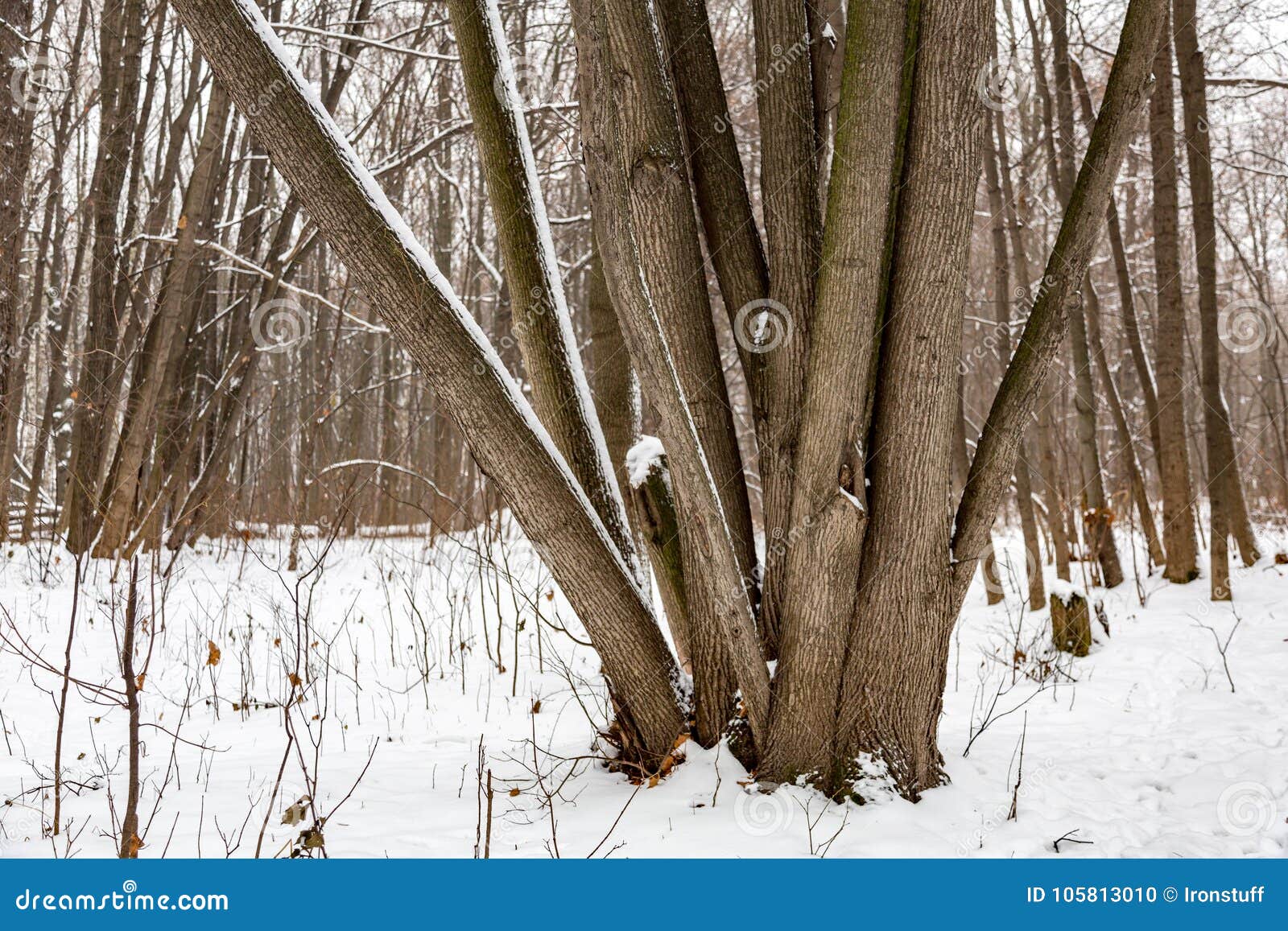 Unusual tree trunk stock photo. Image of trunk, tree - 105813010