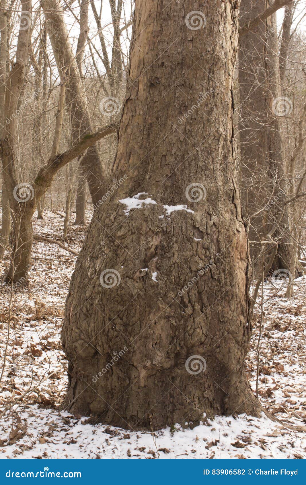 Unusual tree trunk stock photo. Image of snow, park, outdoor - 83906582