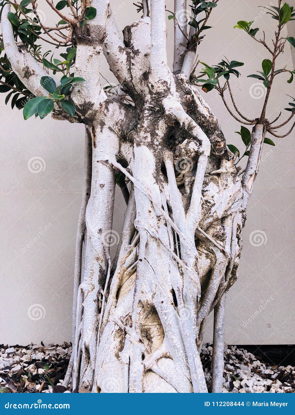 Unusual Tree Trunk Twisted Branch Stock Photo - Image of branch ...