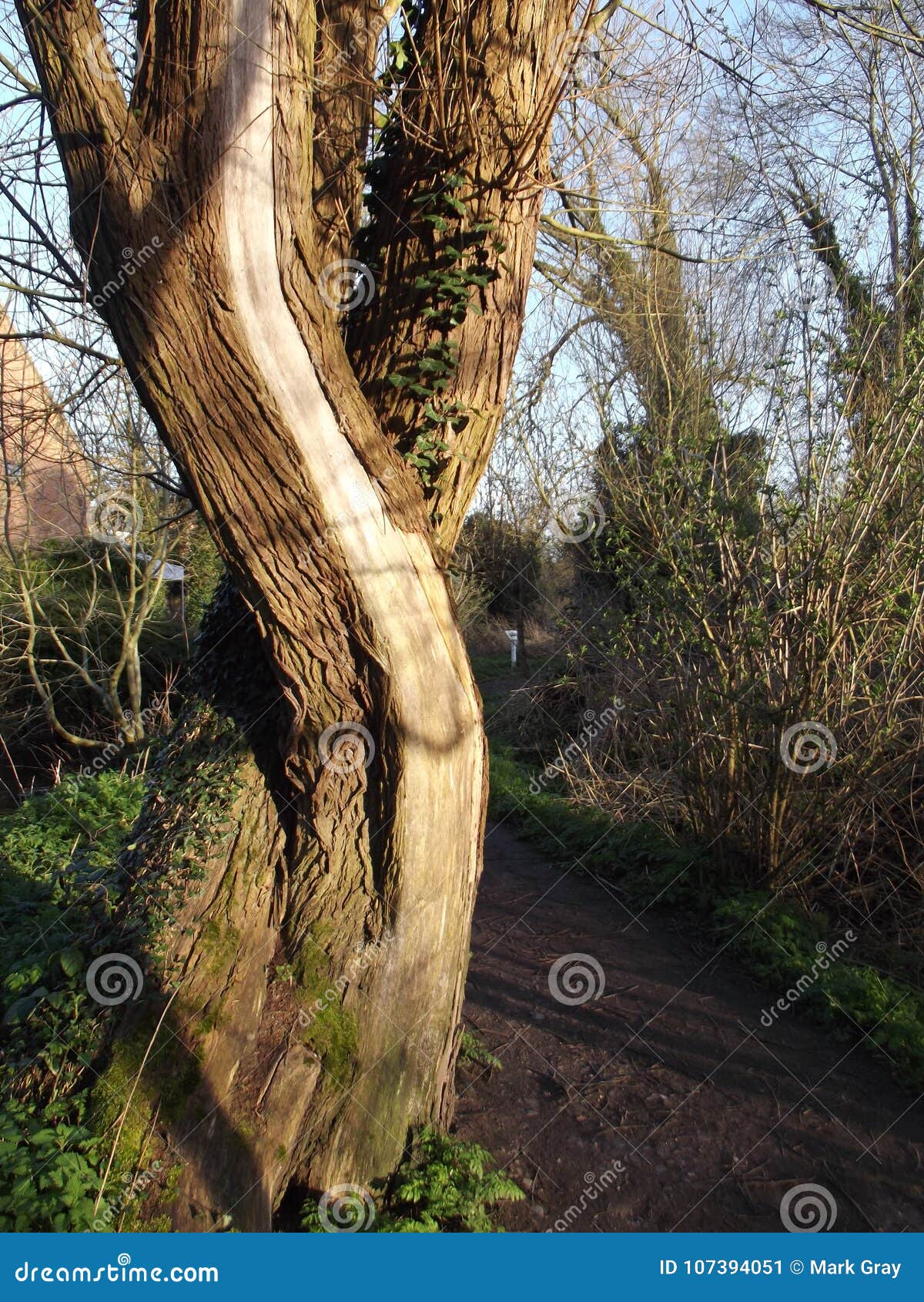 Unusual Tree Trunk stock image. Image of trunk, twisty - 107394051