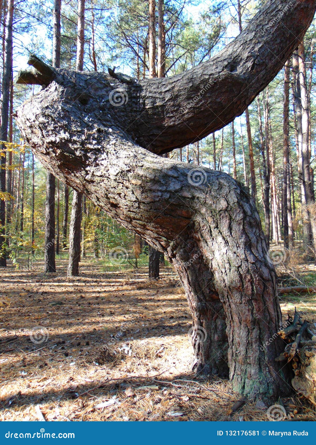 Unusual tree stock image. Image of tree, forest, nature - 132176581