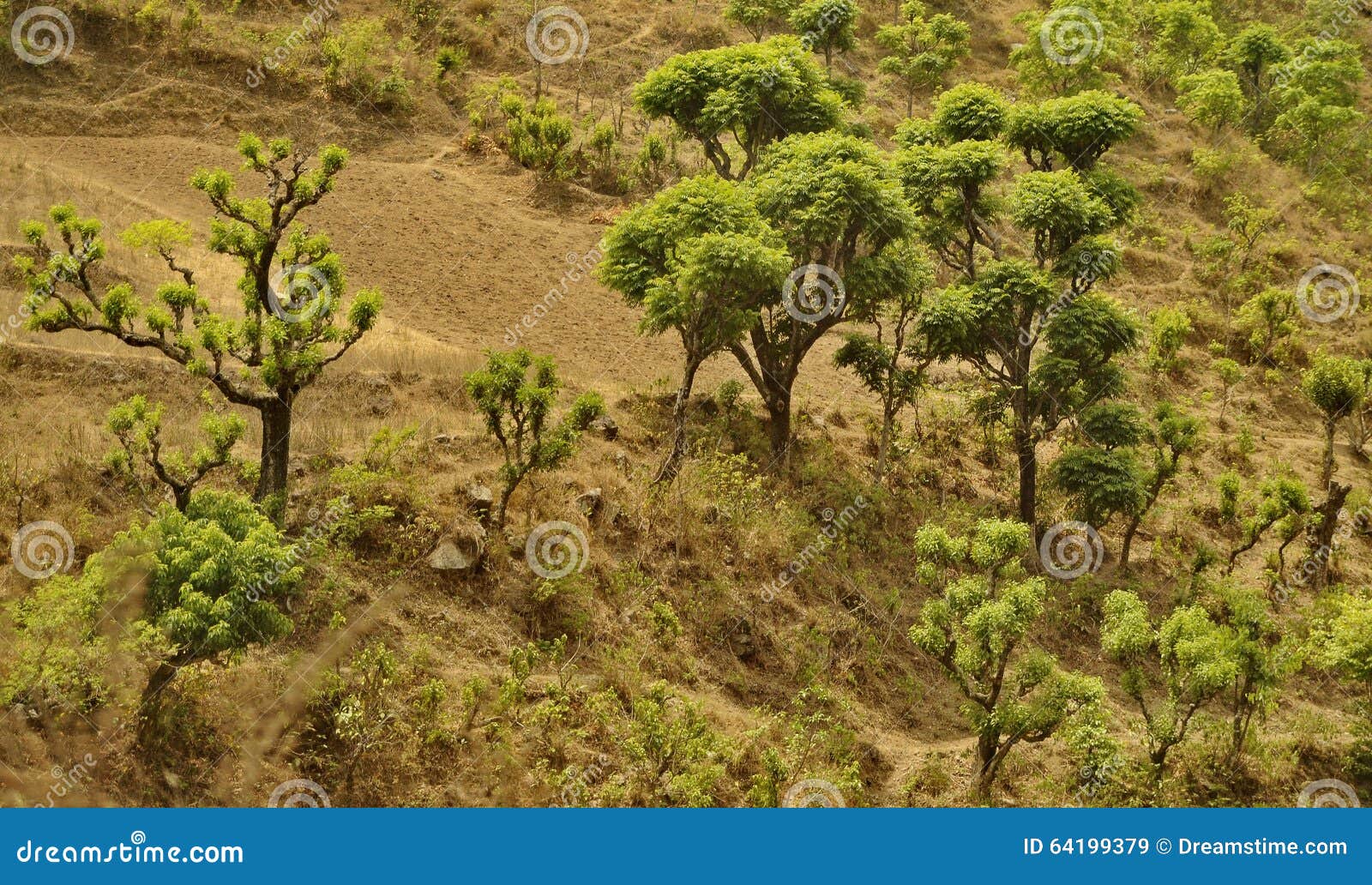 Unusual trees stock image. Image of landscape, valley - 64199379