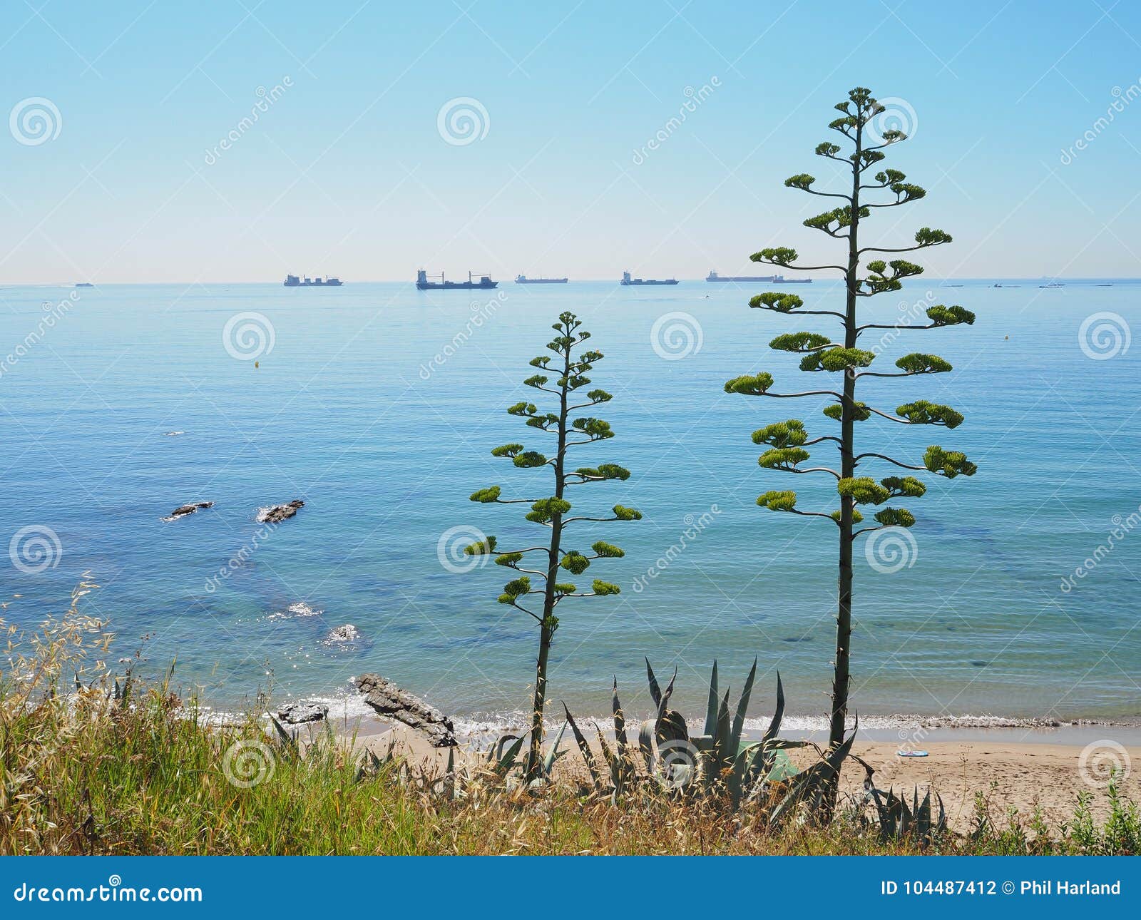 Unusual Trees Overlooking Container and Cargo Ships Stock Photo - Image ...