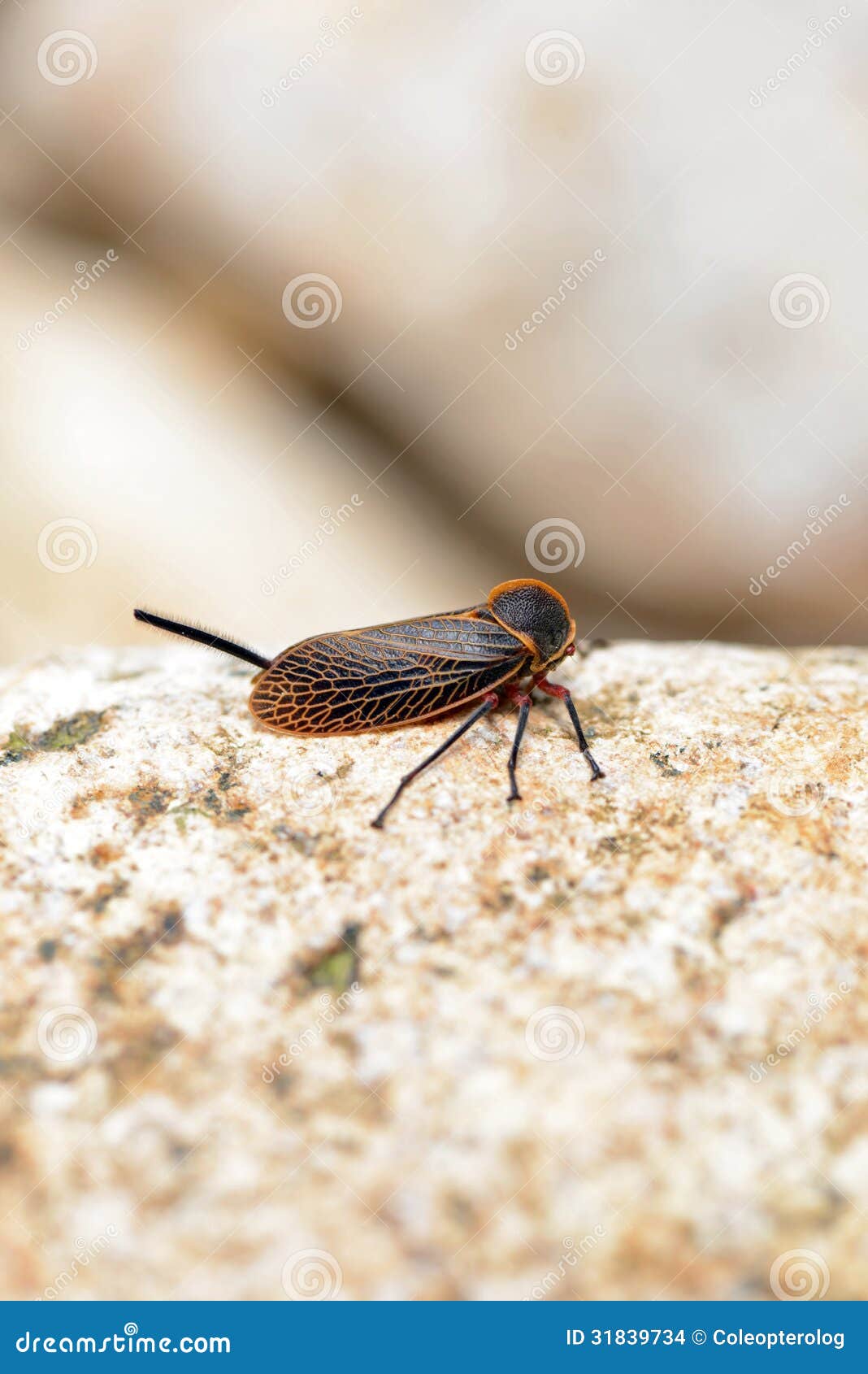 Unusual tropical cicada stock photo. Image of macro, exotic - 31839734