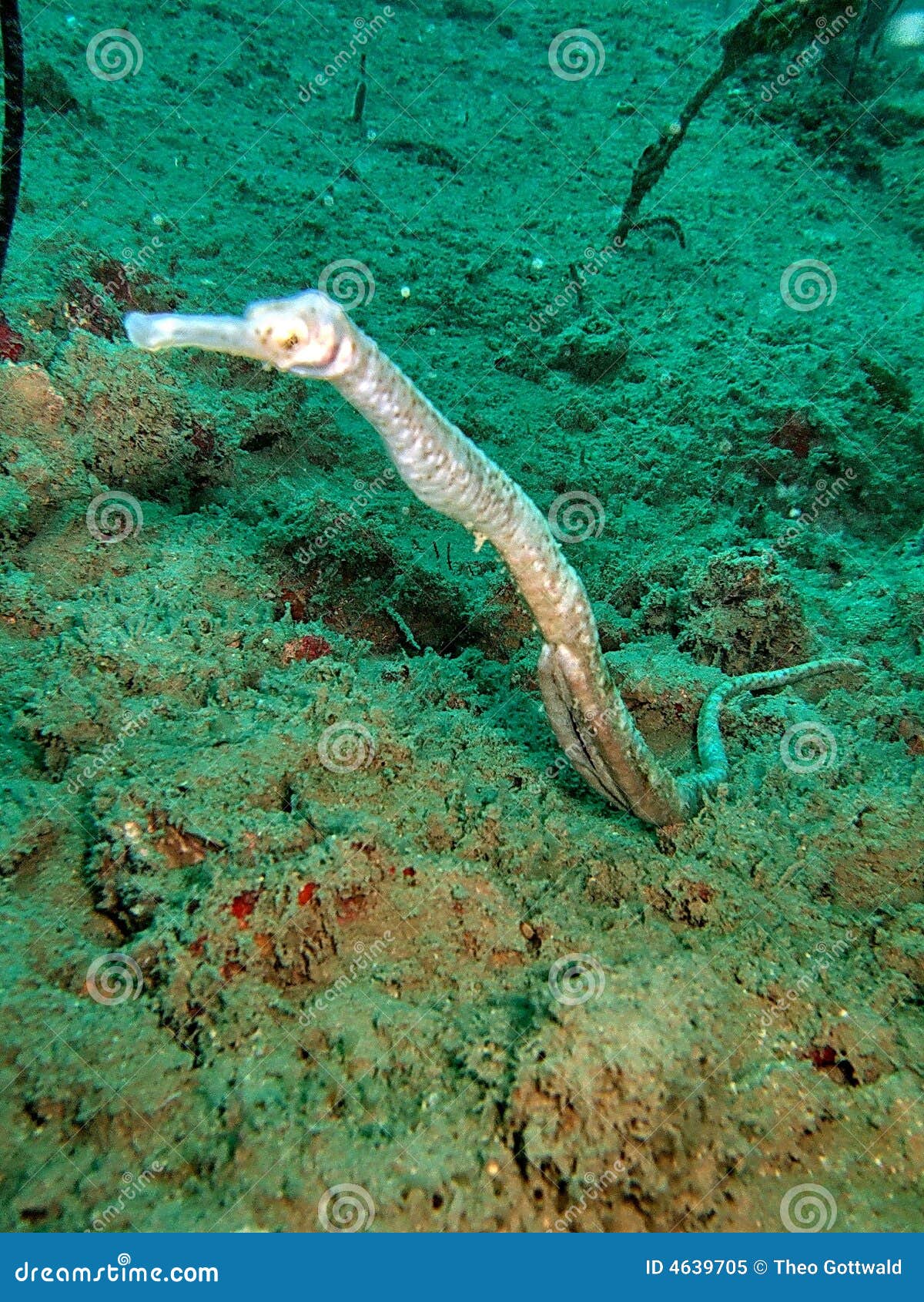 Unusual tropical fish stock image. Image of undersea, tropics - 4639705