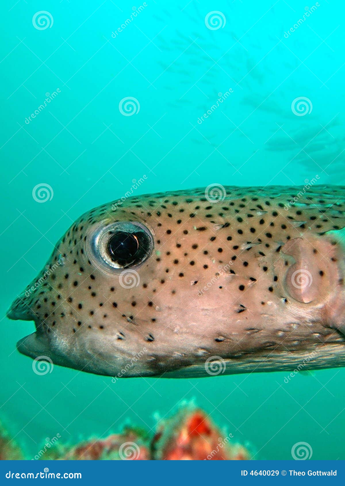 Unusual tropical fish stock image. Image of background - 4640029