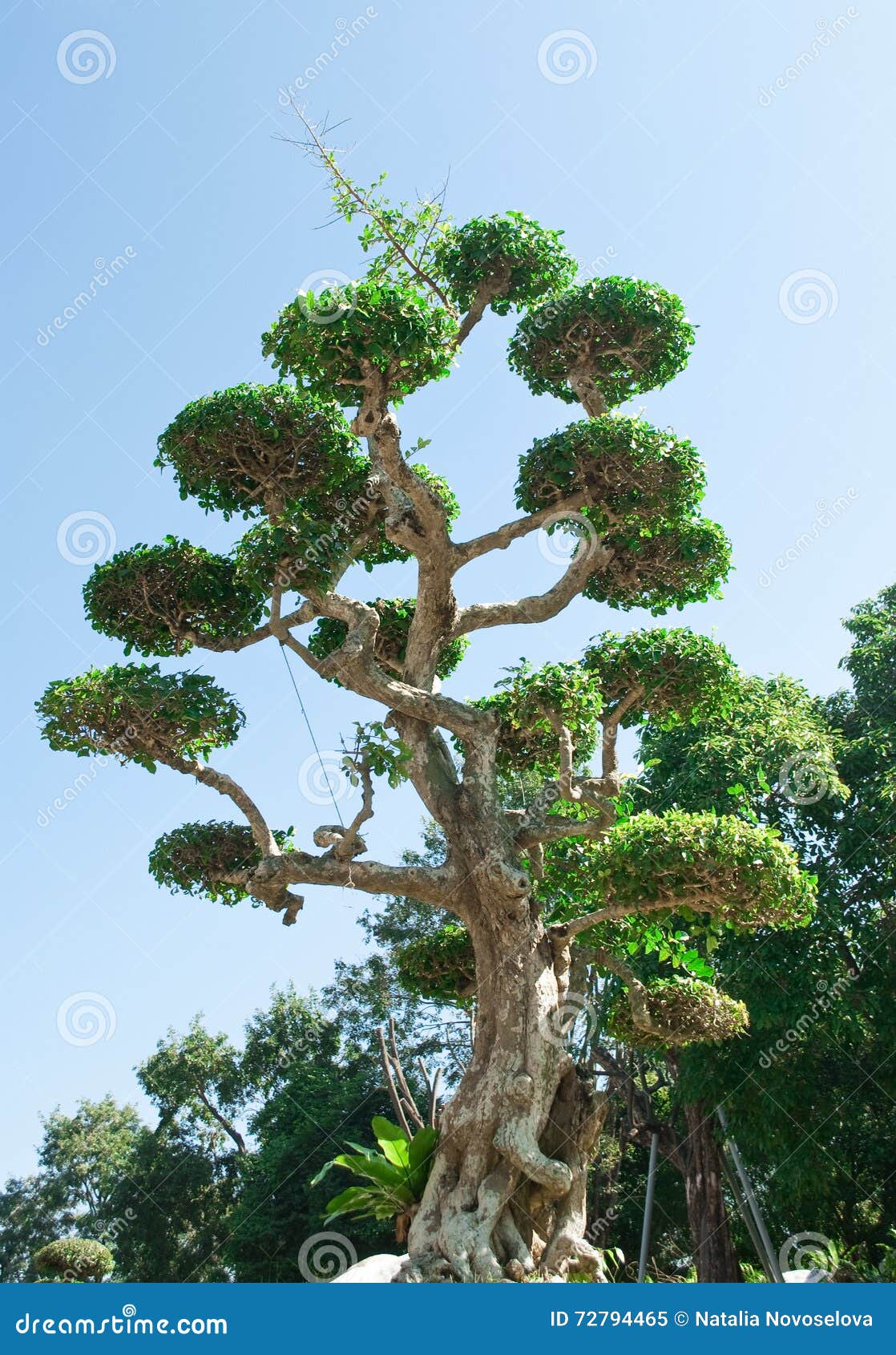 Unusual tropical lush tree stock image. Image of park - 72794465