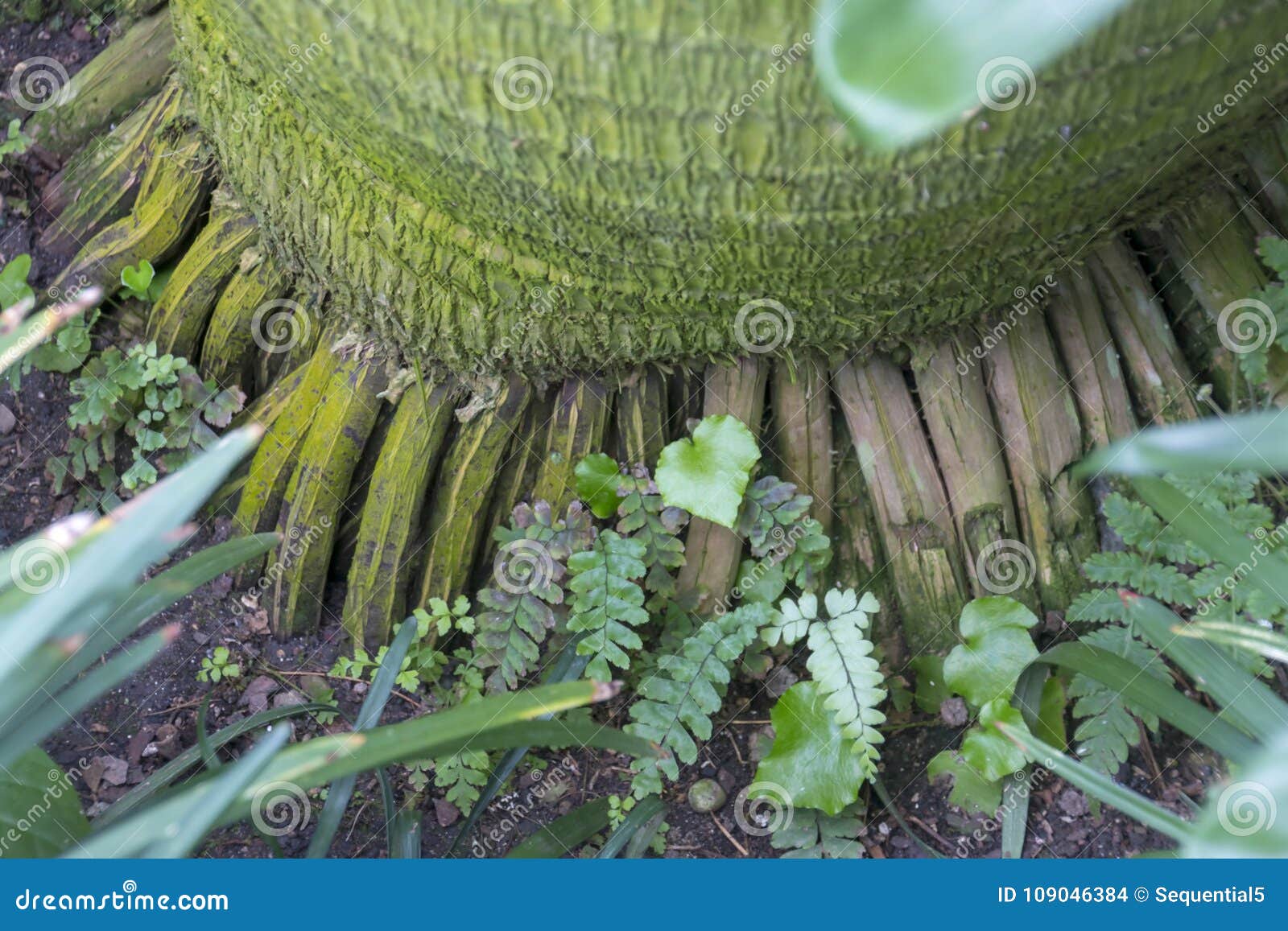 Unusual Tropical Tree Roots Stock Photo - Image of dirt, root: 109046384