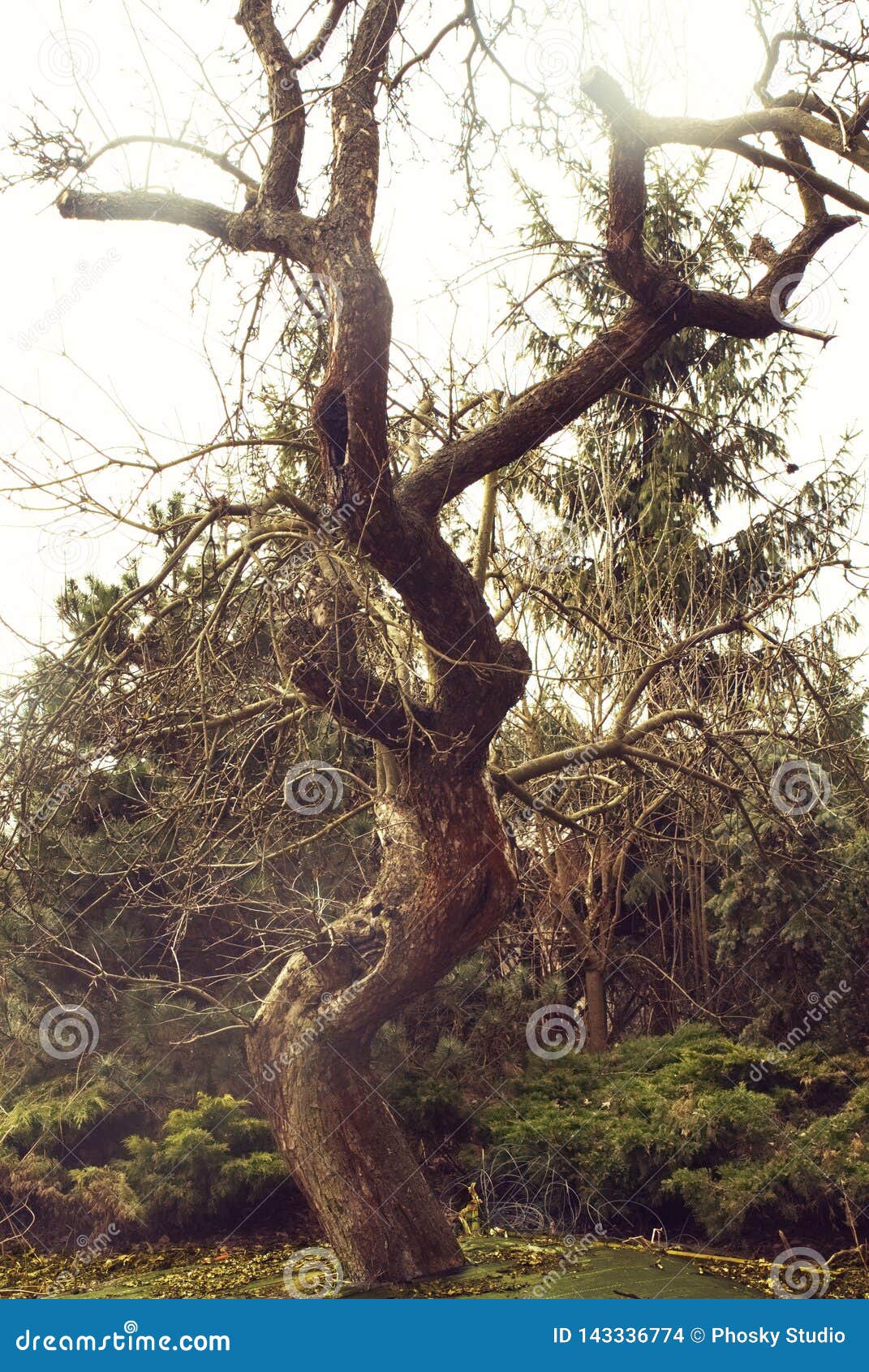 Unusual and Very Interesting Apple Tree in Spring. Stock Photo - Image ...
