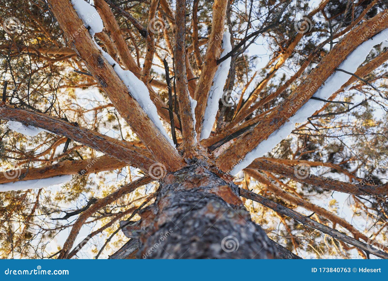 Unusual View of Big Old Pine Tree, from Bottom To Top, Winter Stock ...