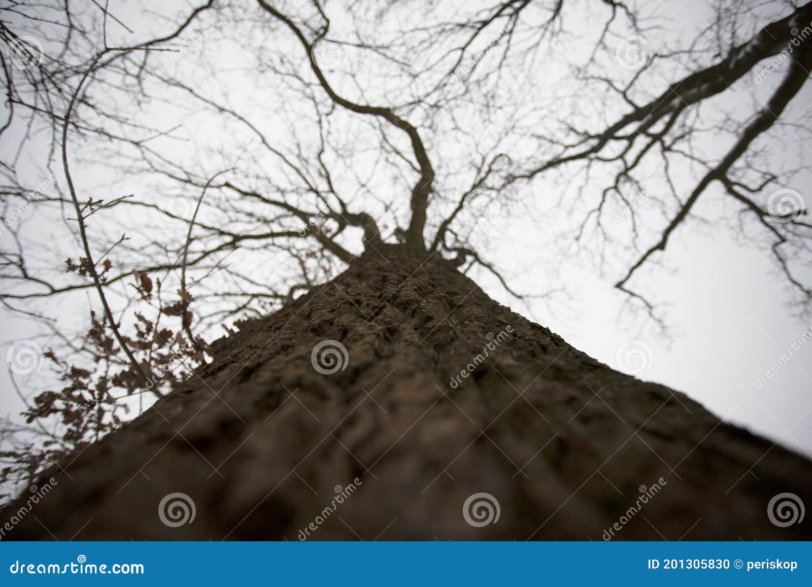 Impressive Tree Roots In A Temperate Rain Forest Royalty-Free Stock ...