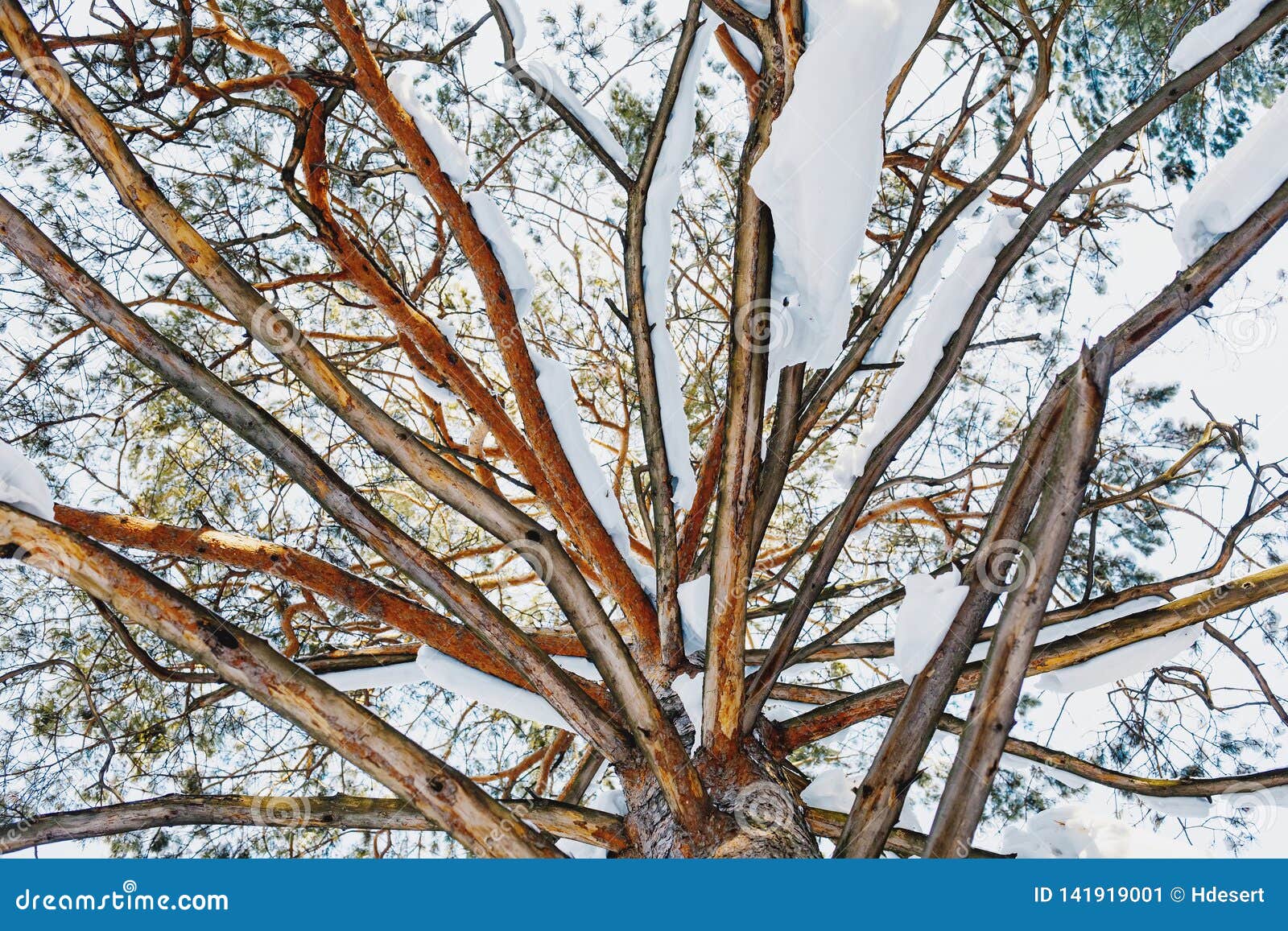 Unusual View of Winter Pine Tree, from Bottom To Top Stock Image ...