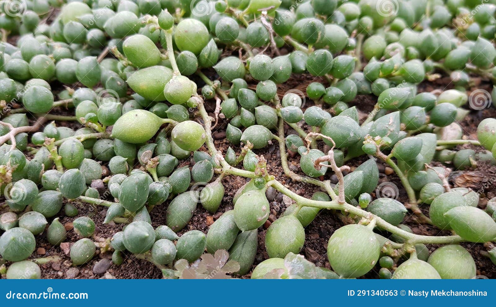 Vines Plants in the Form of Grapes Stock Image - Image of produce ...