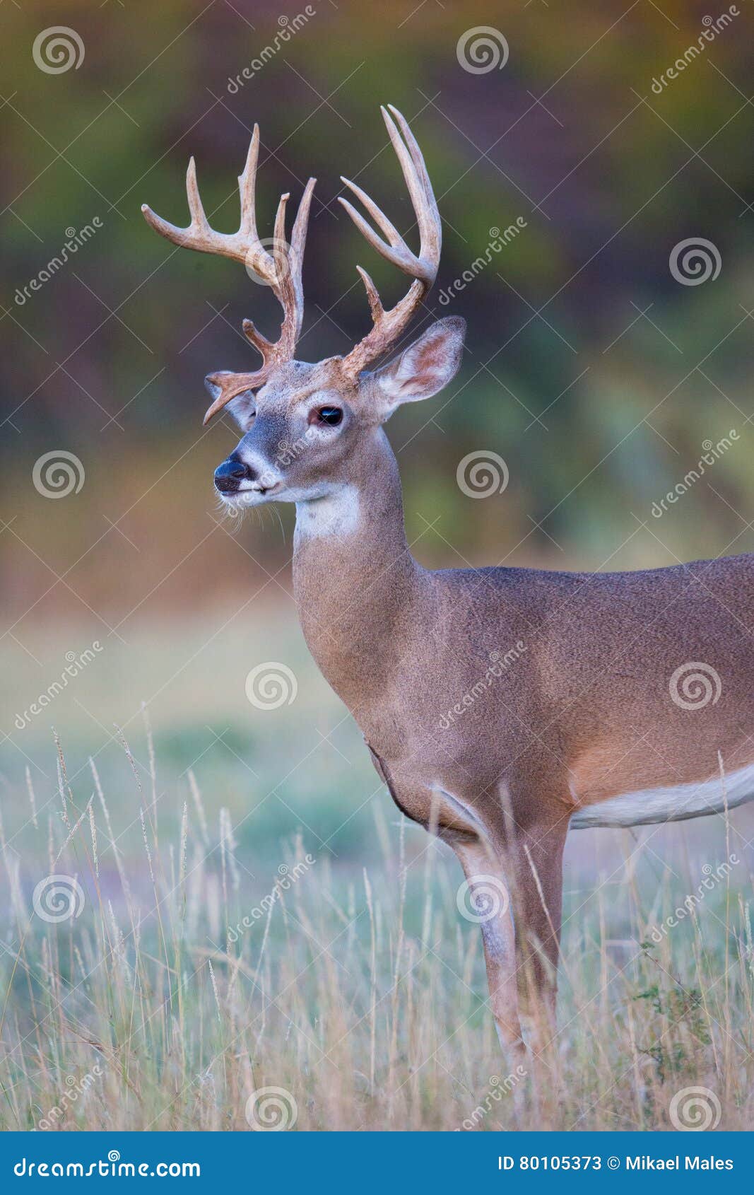 Unusual whitetail rack stock image. Image of rack, high - 80105373