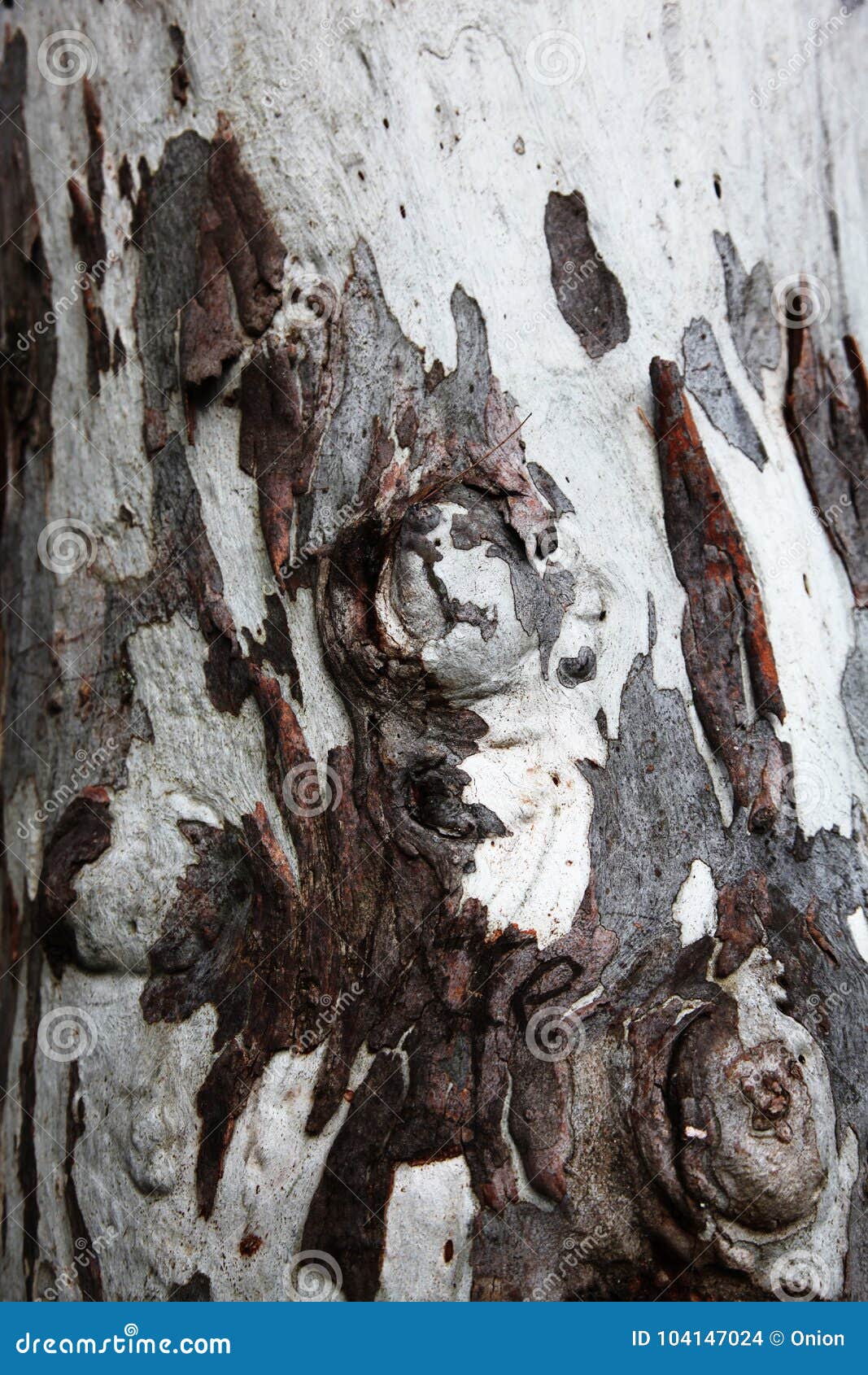 Unusual Wooden Tree Bark in Brown and White Stock Photo - Image of ...