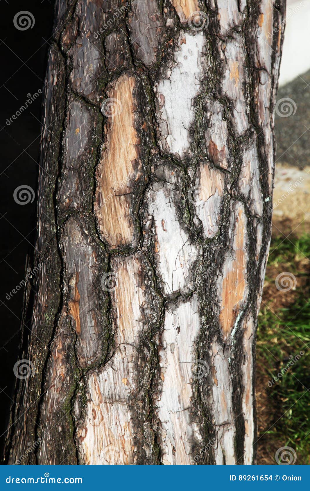 Unusual wooden tree bark stock photo. Image of autumnal - 89261654