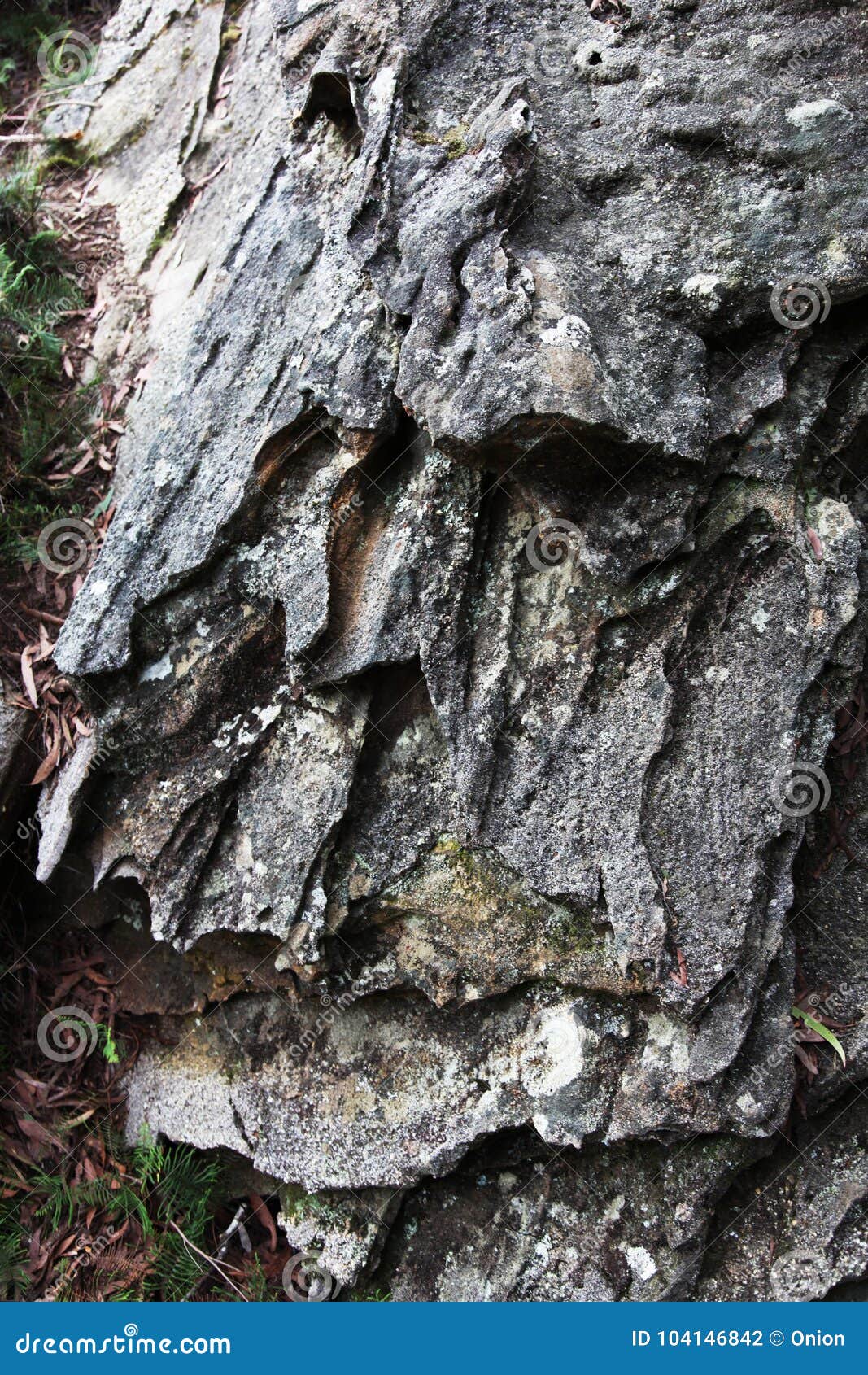 Unusual wooden tree bark stock photo. Image of pattern - 104146842