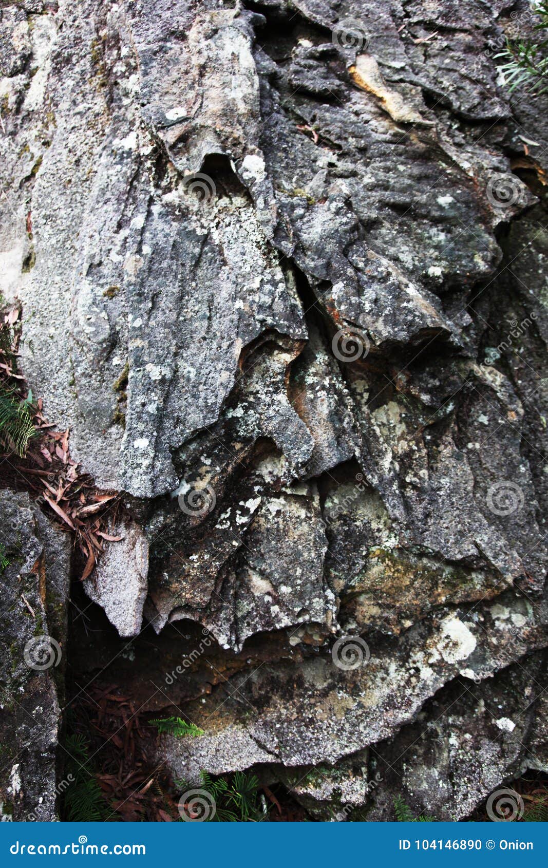 Unusual wooden tree bark stock photo. Image of rough - 104146890