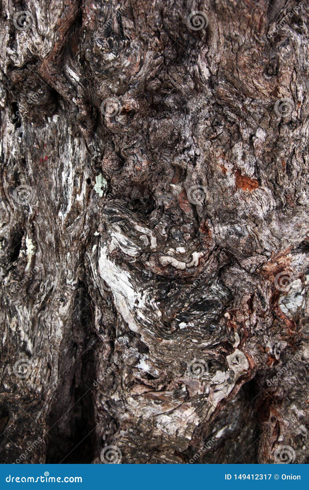 Unusual Wooden Tree Bark with Interesting Patterns Stock Image - Image ...