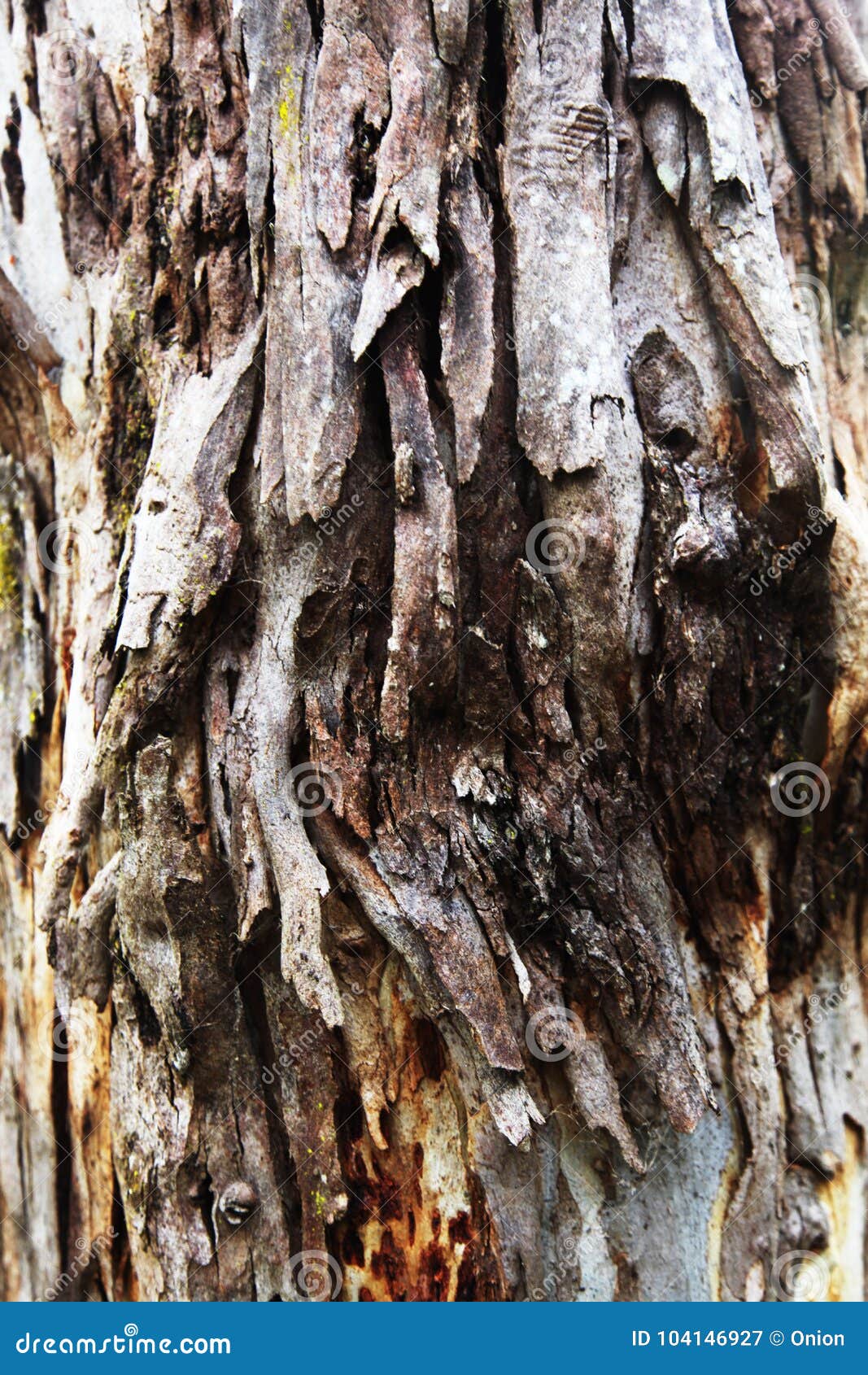 Unusual wooden tree bark stock image. Image of strong - 104146927