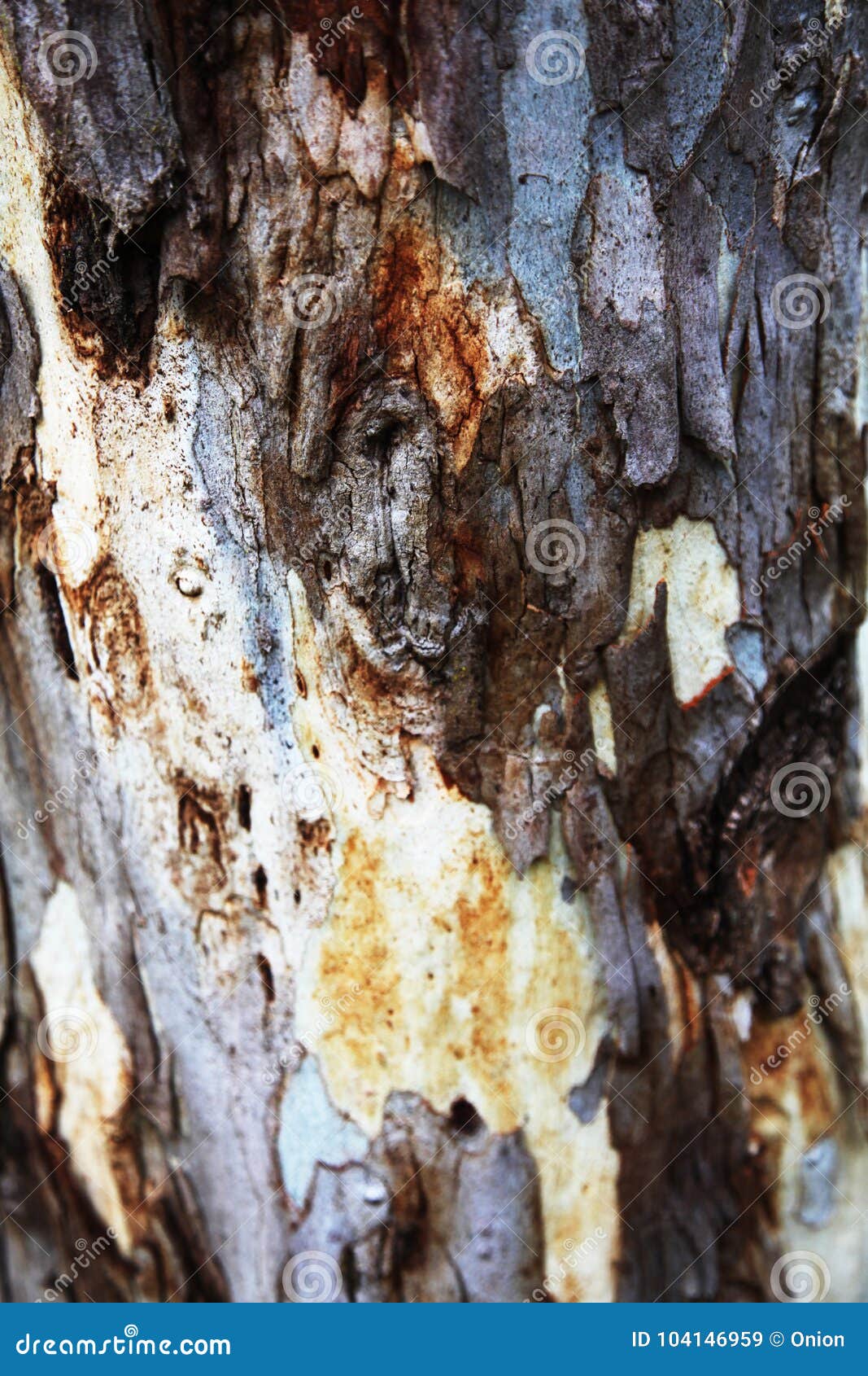 Unusual wooden tree bark stock image. Image of flora - 104146959