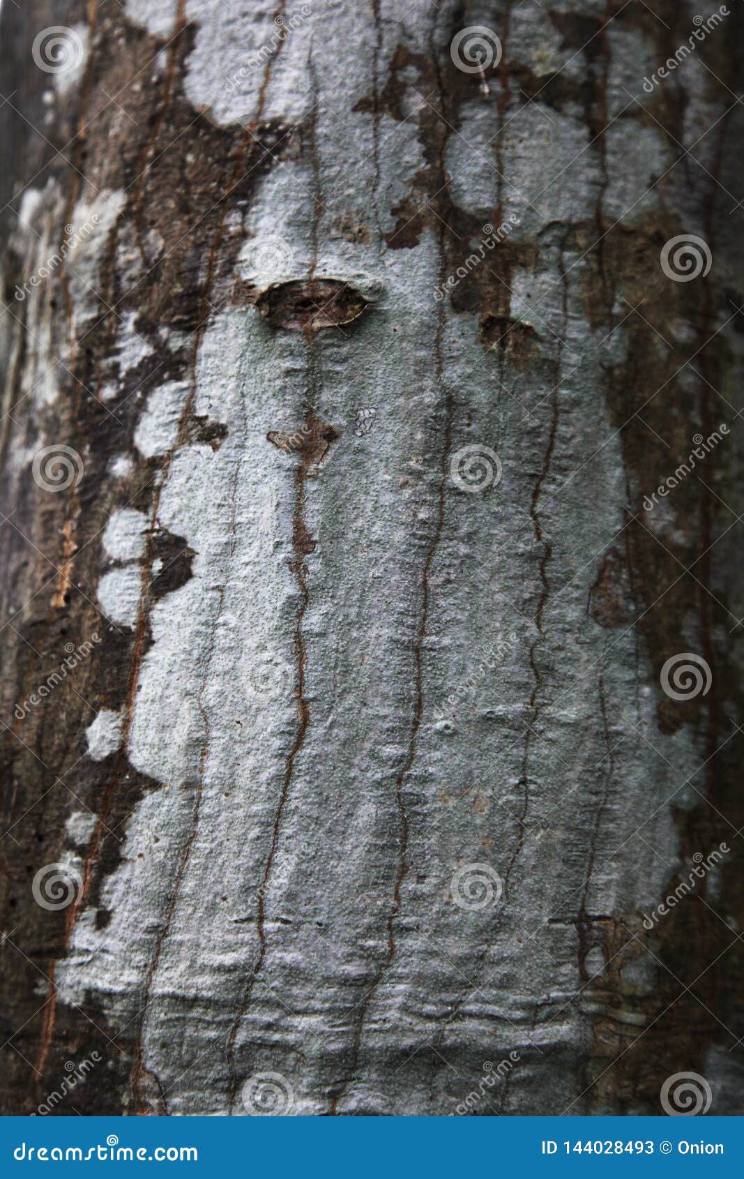 Unusual wooden tree bark stock image. Image of natural - 144028493