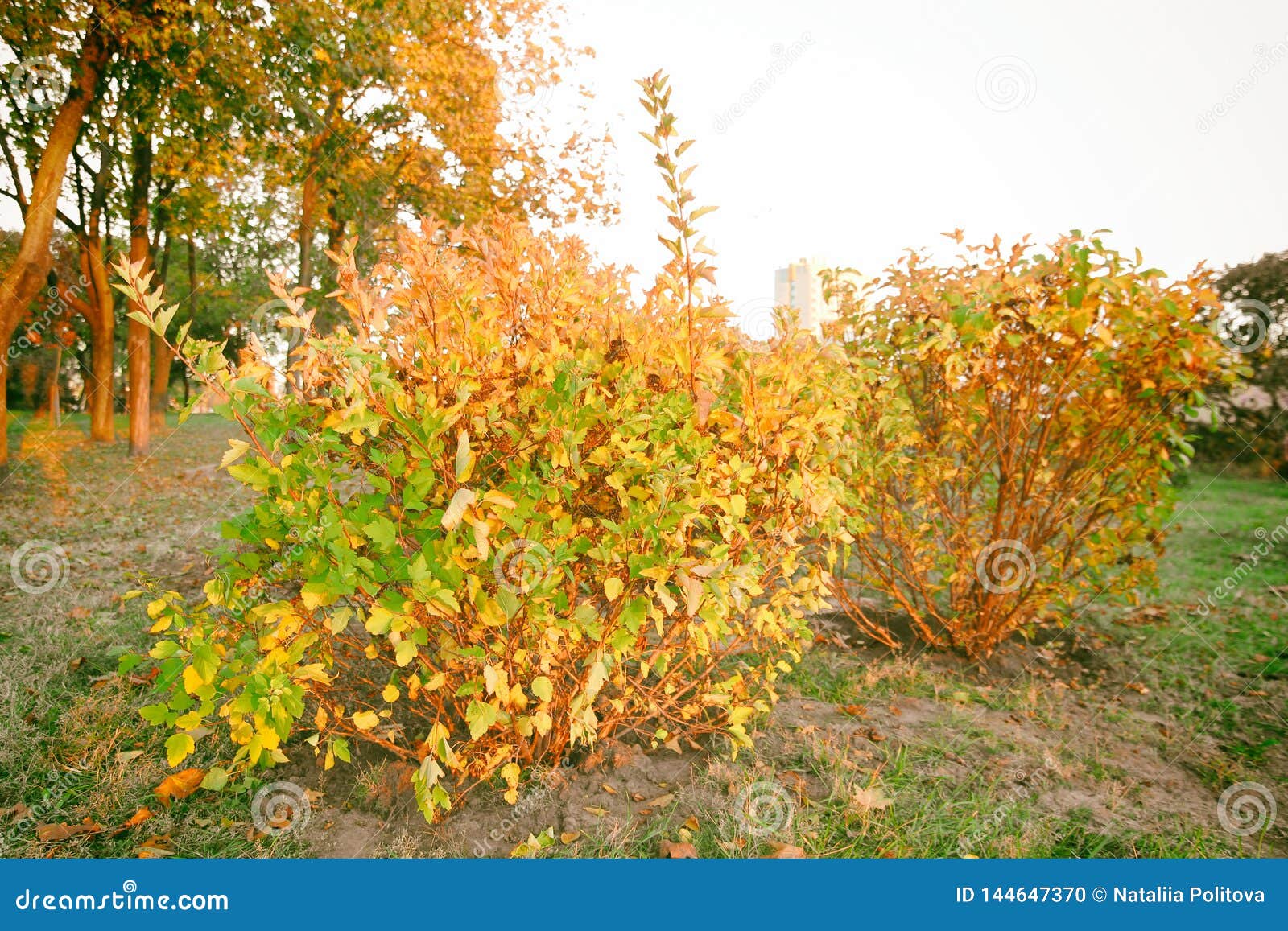 Unusual Yellow Tree Bush in the Park. Yellow Bushes in the Park in the ...