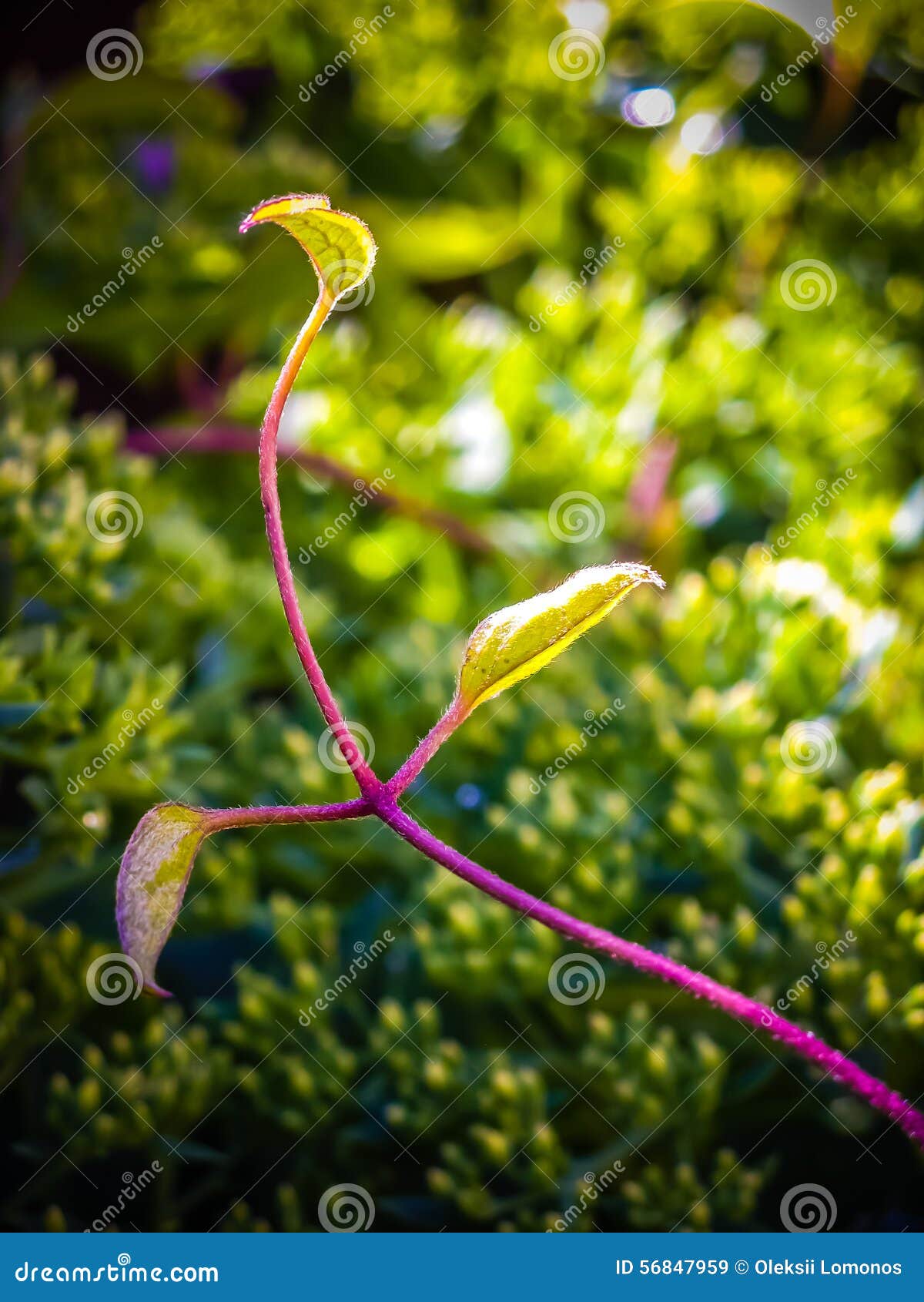 Unusual Young Raspberry Sprout Clematis Royalty-Free Stock Photography ...