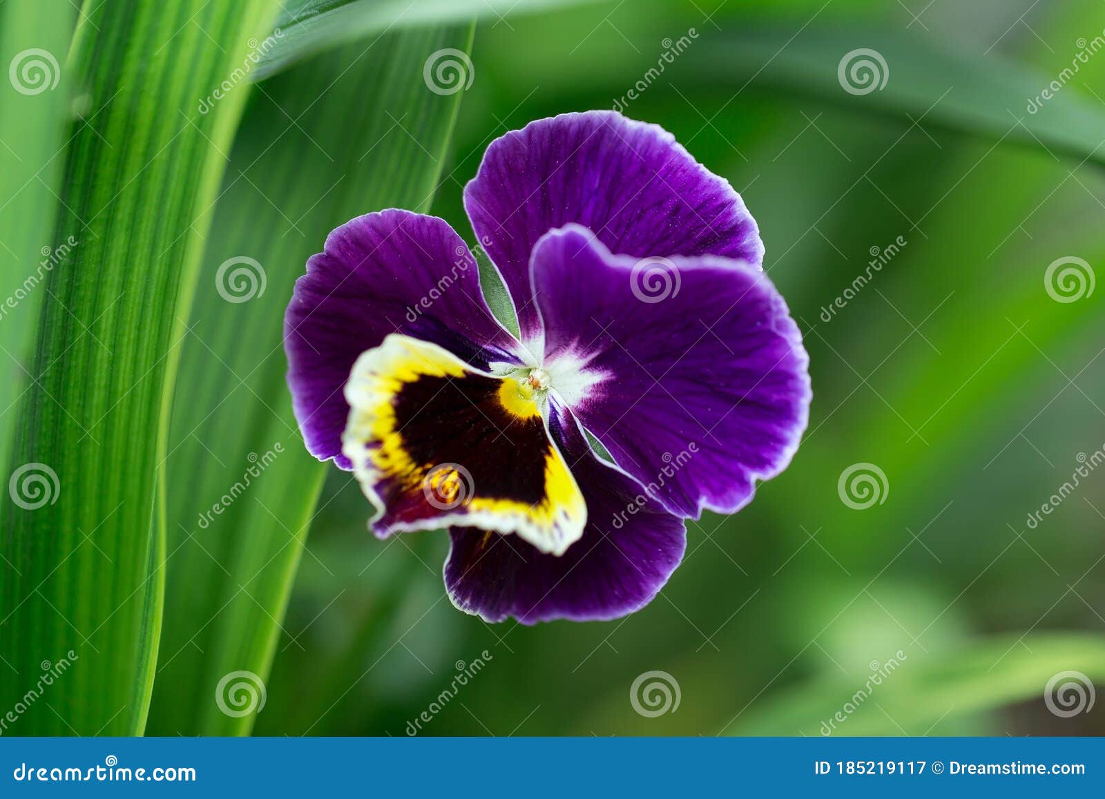 Unusually beautiful pansy stock image. Image of meadow - 185219117