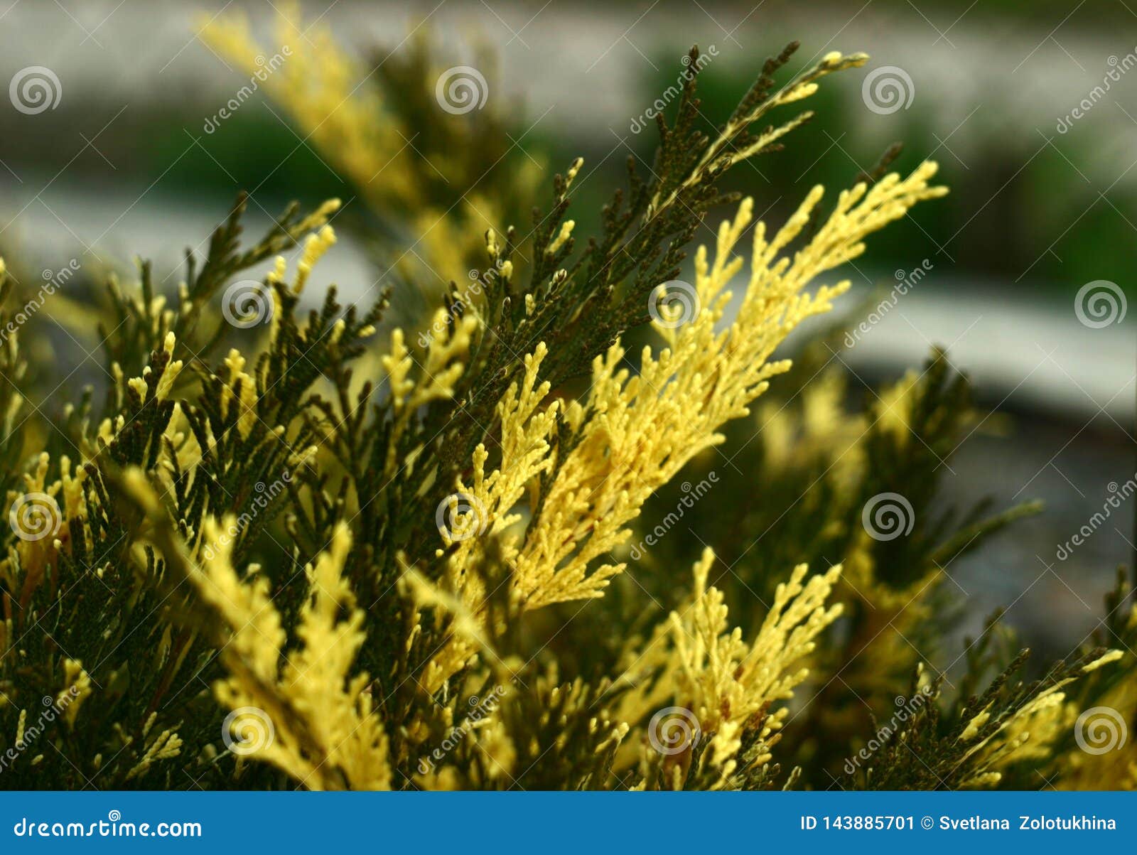 Unusually Beautiful Shrub - Juniper. Stock Image - Image of bright ...